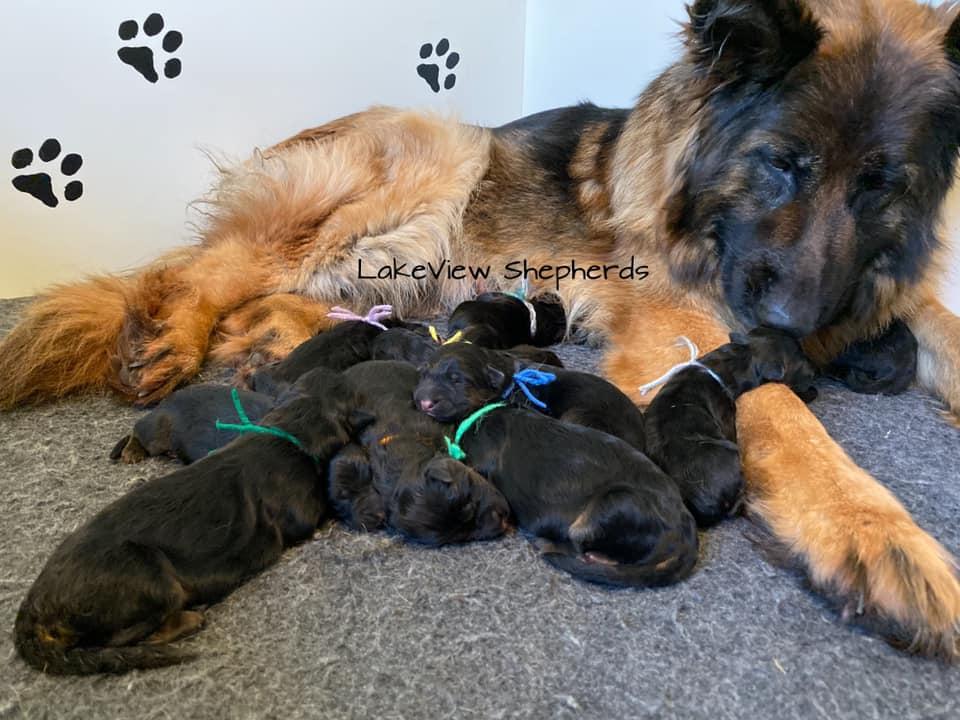 LakeView Shepherds in Minnesota | German Shepherd puppies | Good Dog