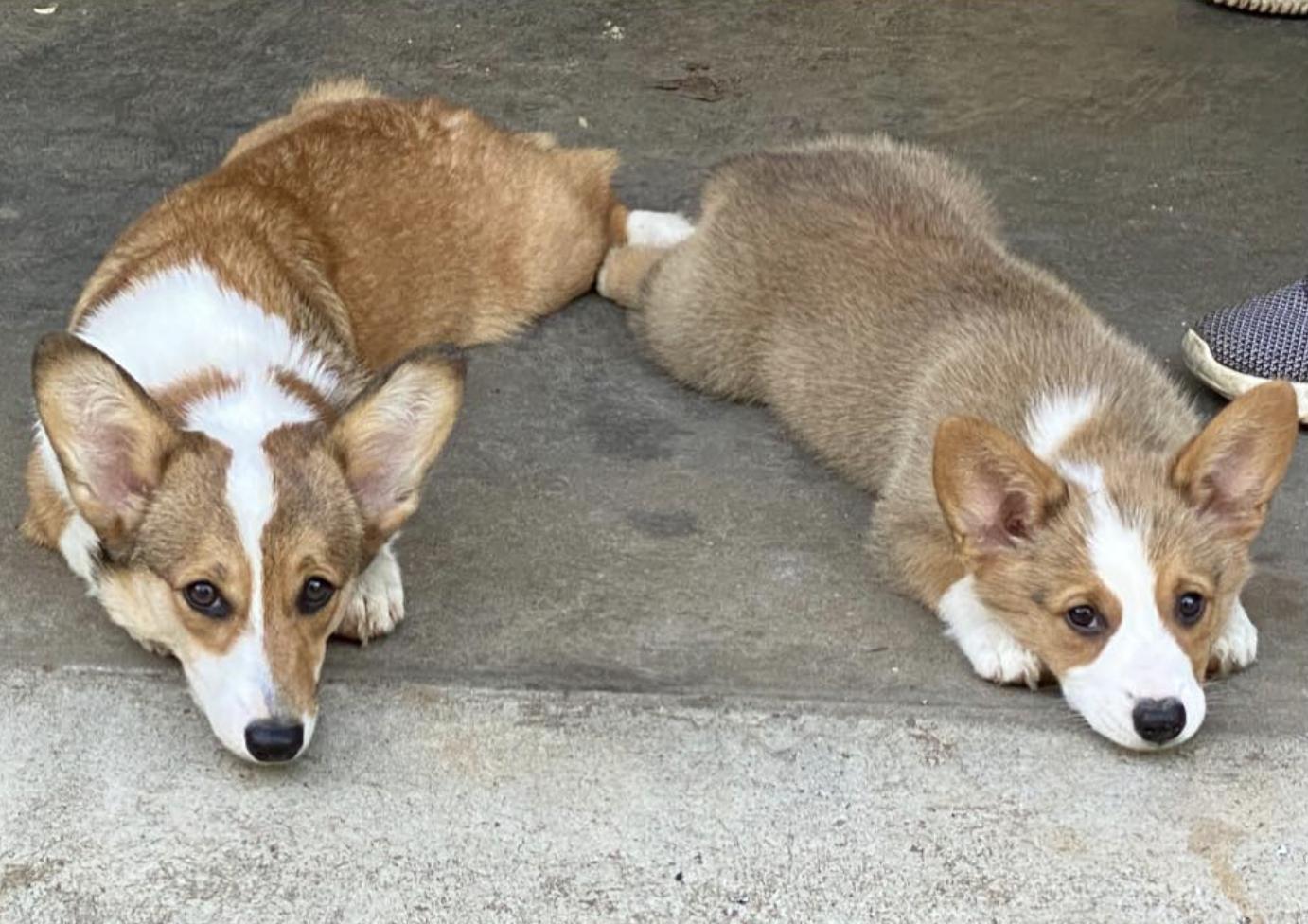 County Road Corgis in Oklahoma | Pembroke Welsh Corgi puppies | Good Dog