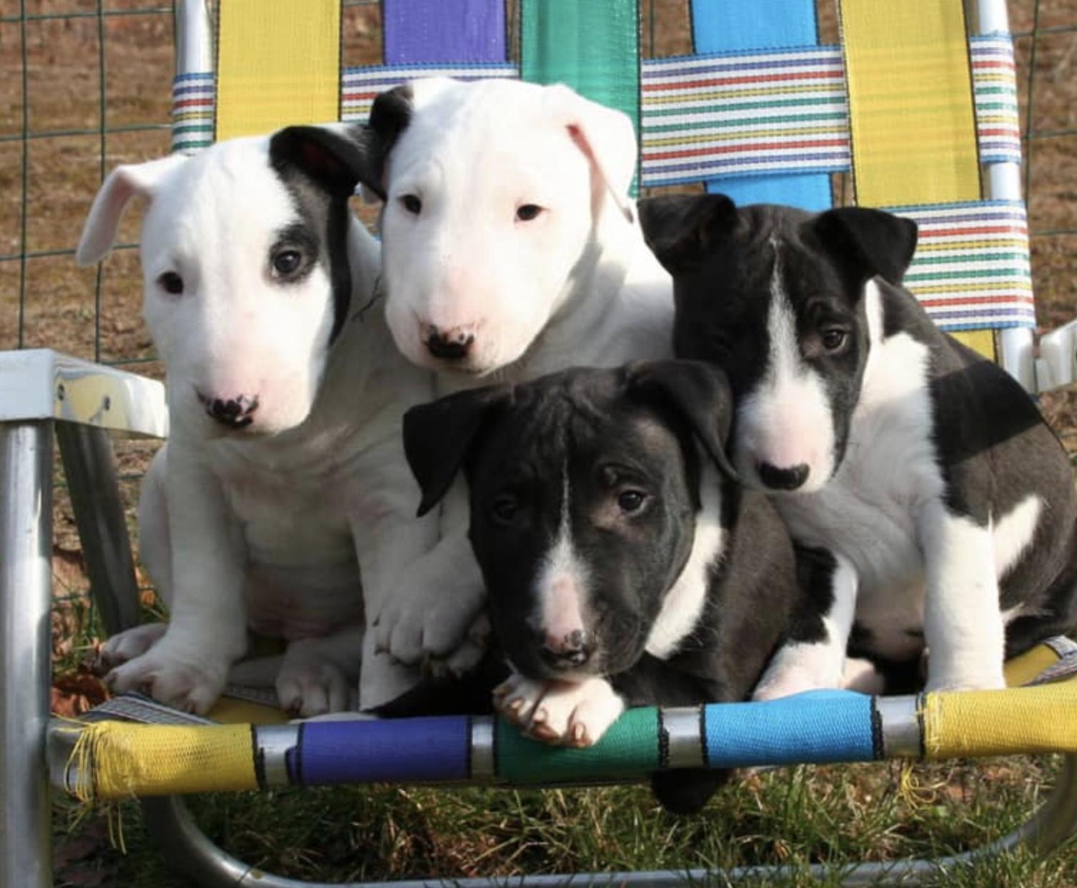 Bullyhill BullTerriers in Georgia | Bull Terrier puppies | Good Dog