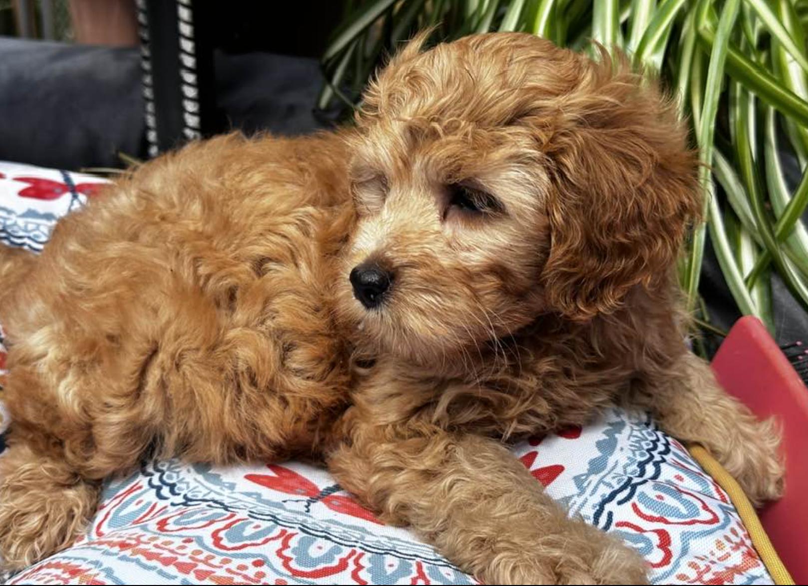 Makewayfordoodles! in Rhode Island | Cavapoo and Goldendoodle puppies ...