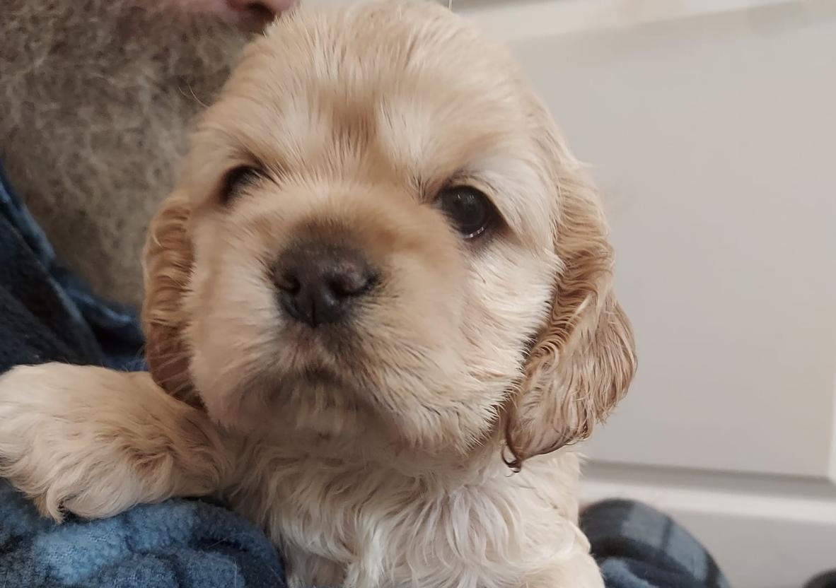 Rocky's House of Cockers in Tennessee | Cocker Spaniel puppies | Good Dog