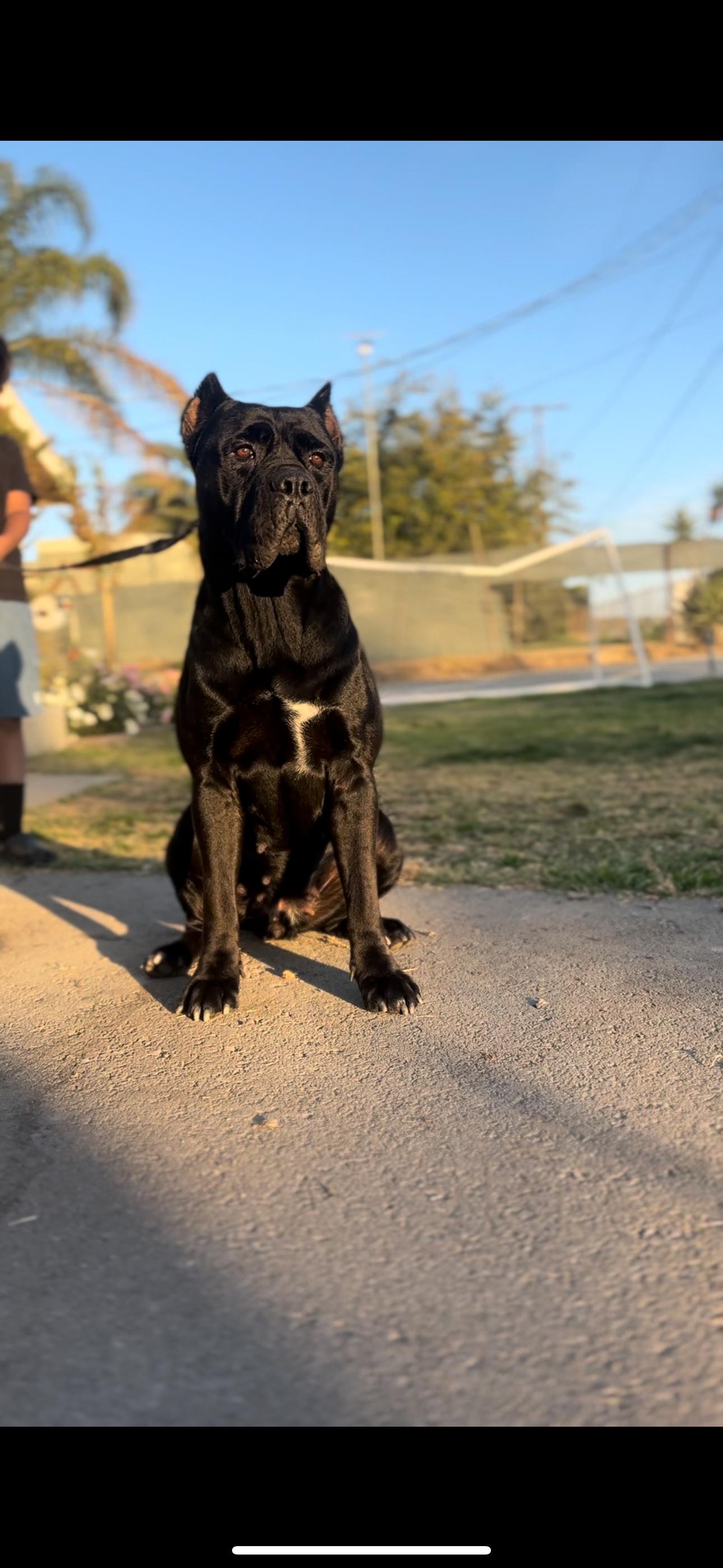 P1 Family Canines in California | Cane Corso and Miniature Schnauzer ...