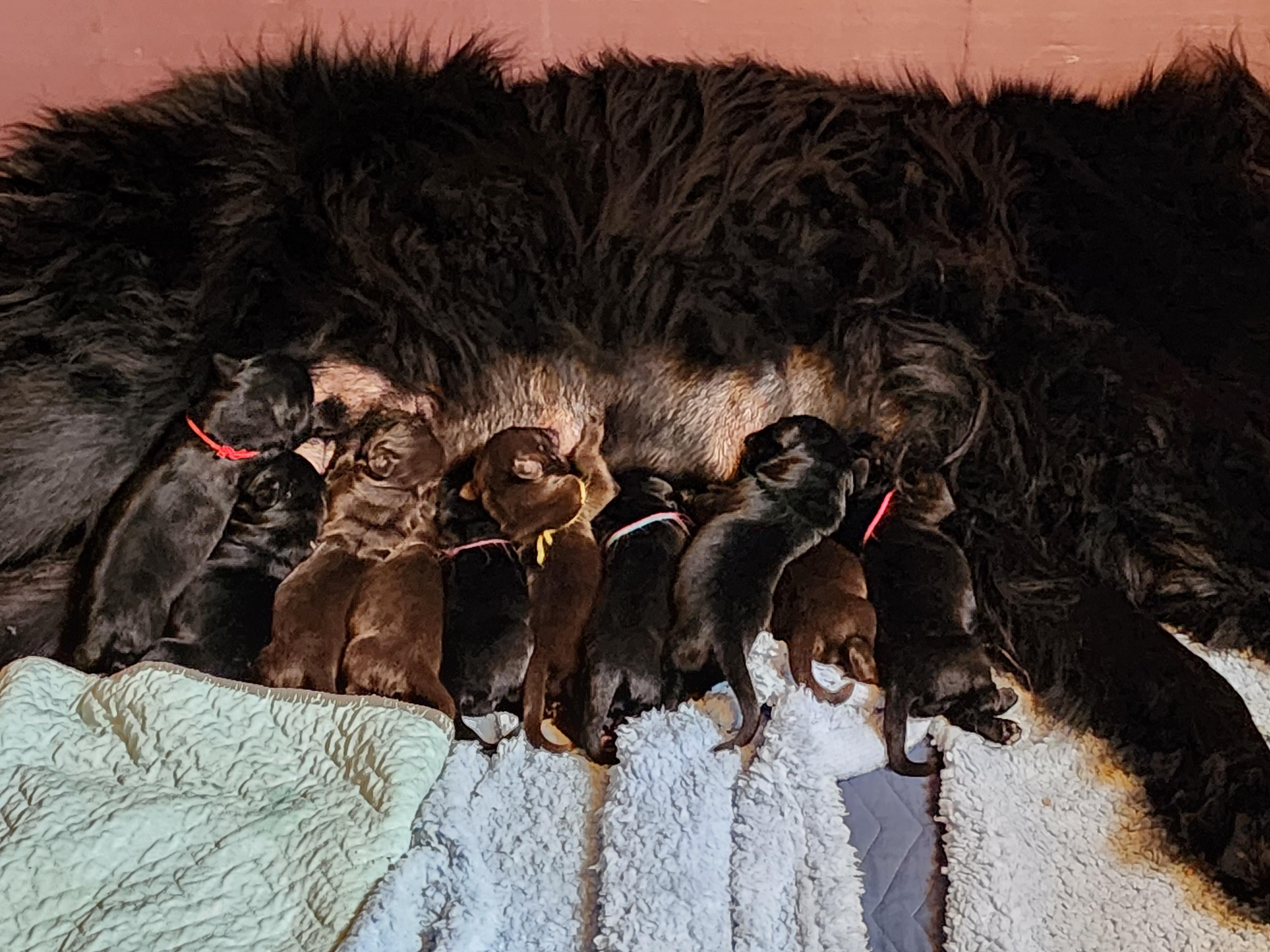 Meriwether Newfoundlands in North Dakota | Newfoundland puppies | Good Dog