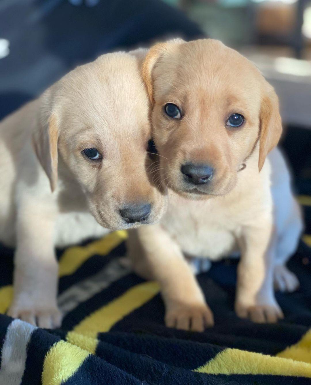 Logan River Retrievers in Utah | Labrador Retriever puppies | Good Dog
