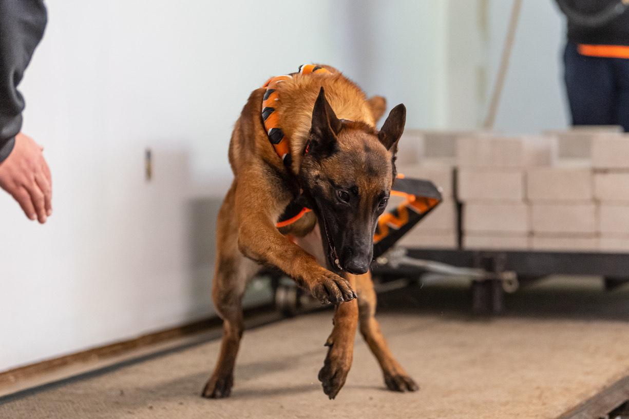 Pyrex Kennels in Illinois | Belgian Malinois puppies | Good Dog