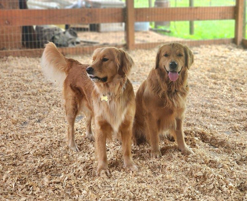 Calis Golden Puppys in Connecticut | Golden Retriever puppies | Good Dog