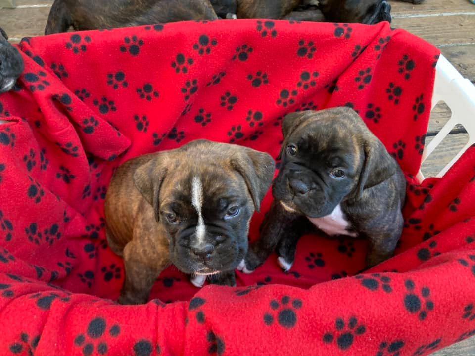 Tanya's Boxers in Washington | Boxer puppies | Good Dog