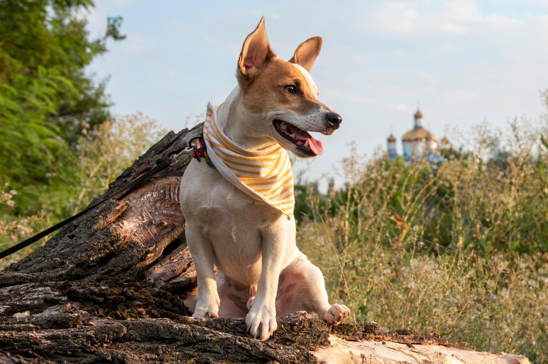 #1 Guide to Health Testing — Mountain Feist | Good Dog