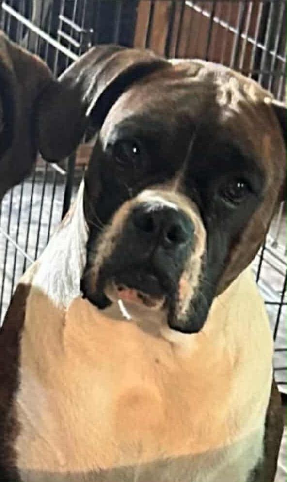 Hunts Boxers in Missouri | Boxer puppies | Good Dog