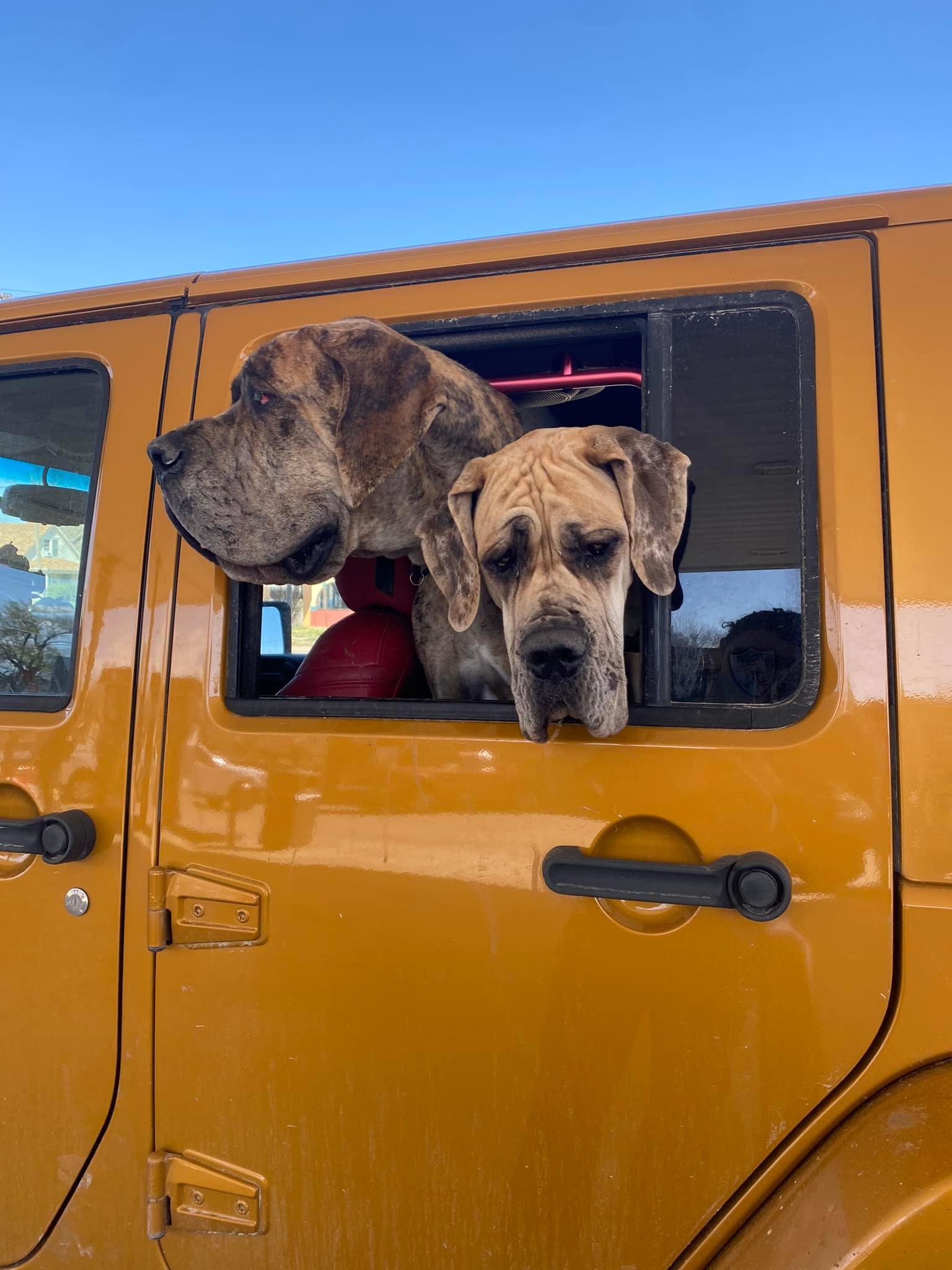 Southwind Great Danes in Kansas | Great Dane puppies | Good Dog