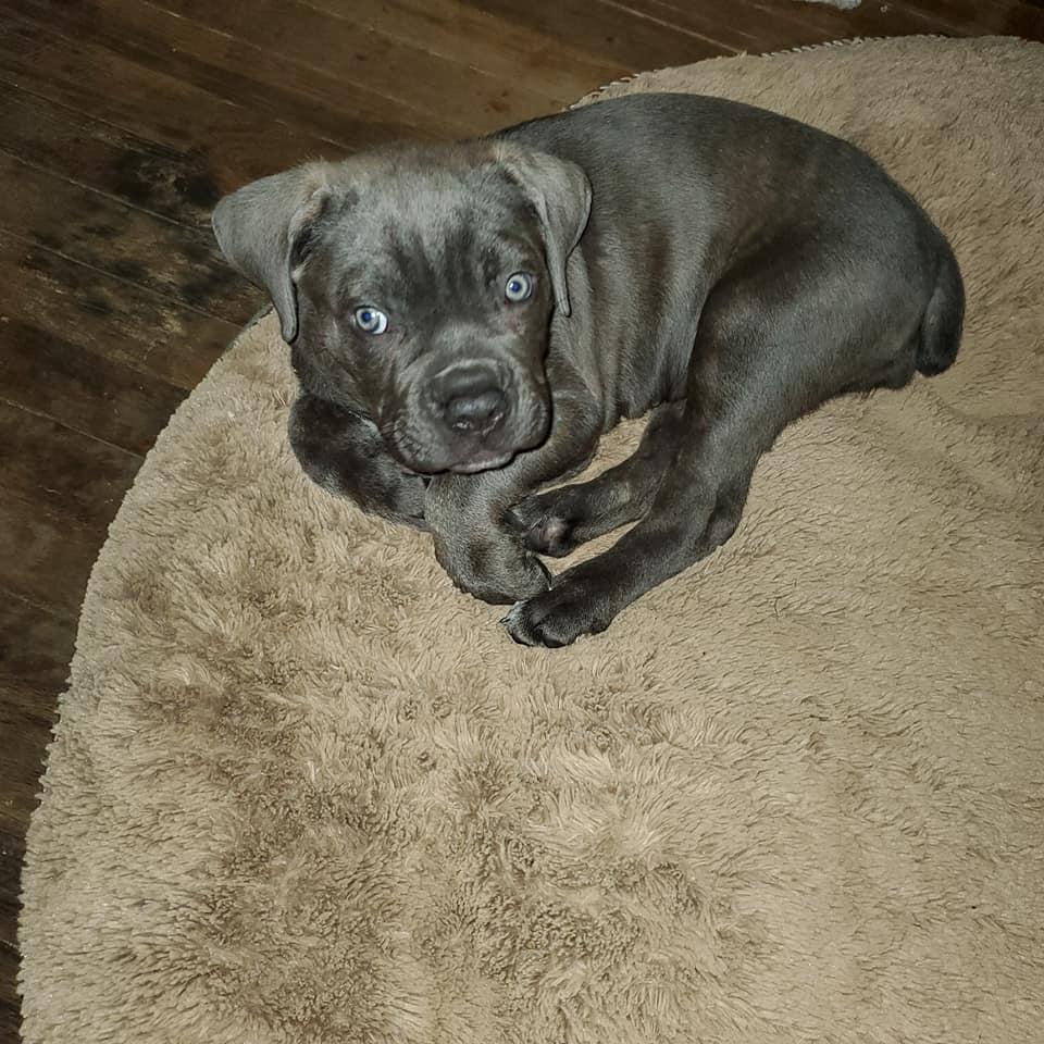 Creation of the Gods in Oregon | Cane Corso puppies | Good Dog