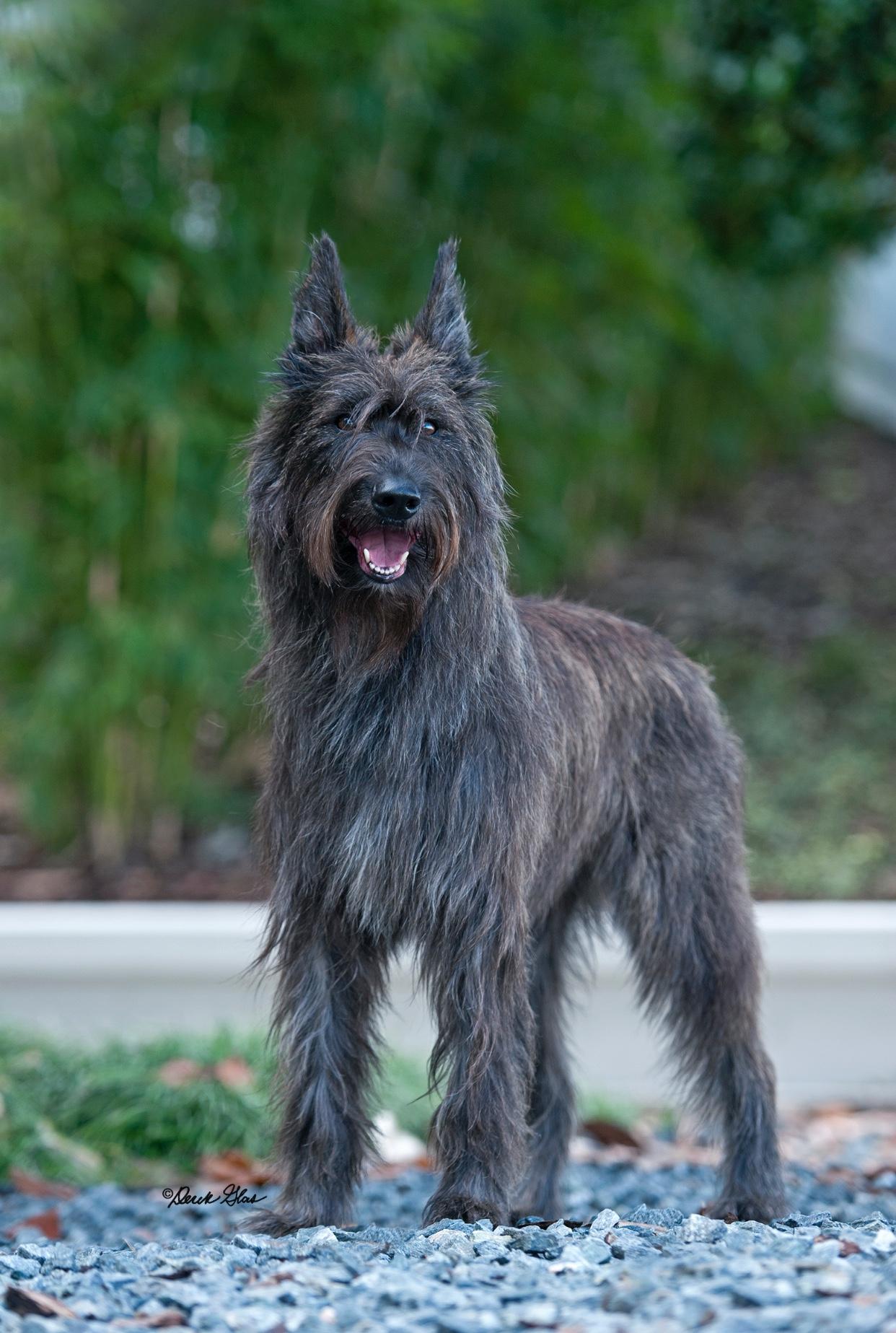 Ides of March Picards in North Carolina | Berger Picard puppies | Good Dog