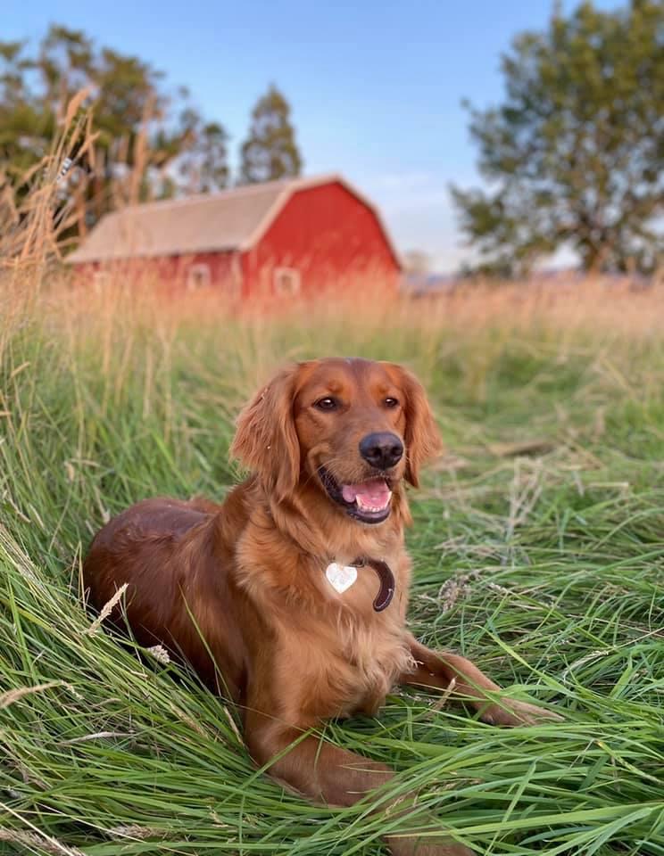 Rowan Red Retrievers in California | Golden Retriever puppies | Good Dog