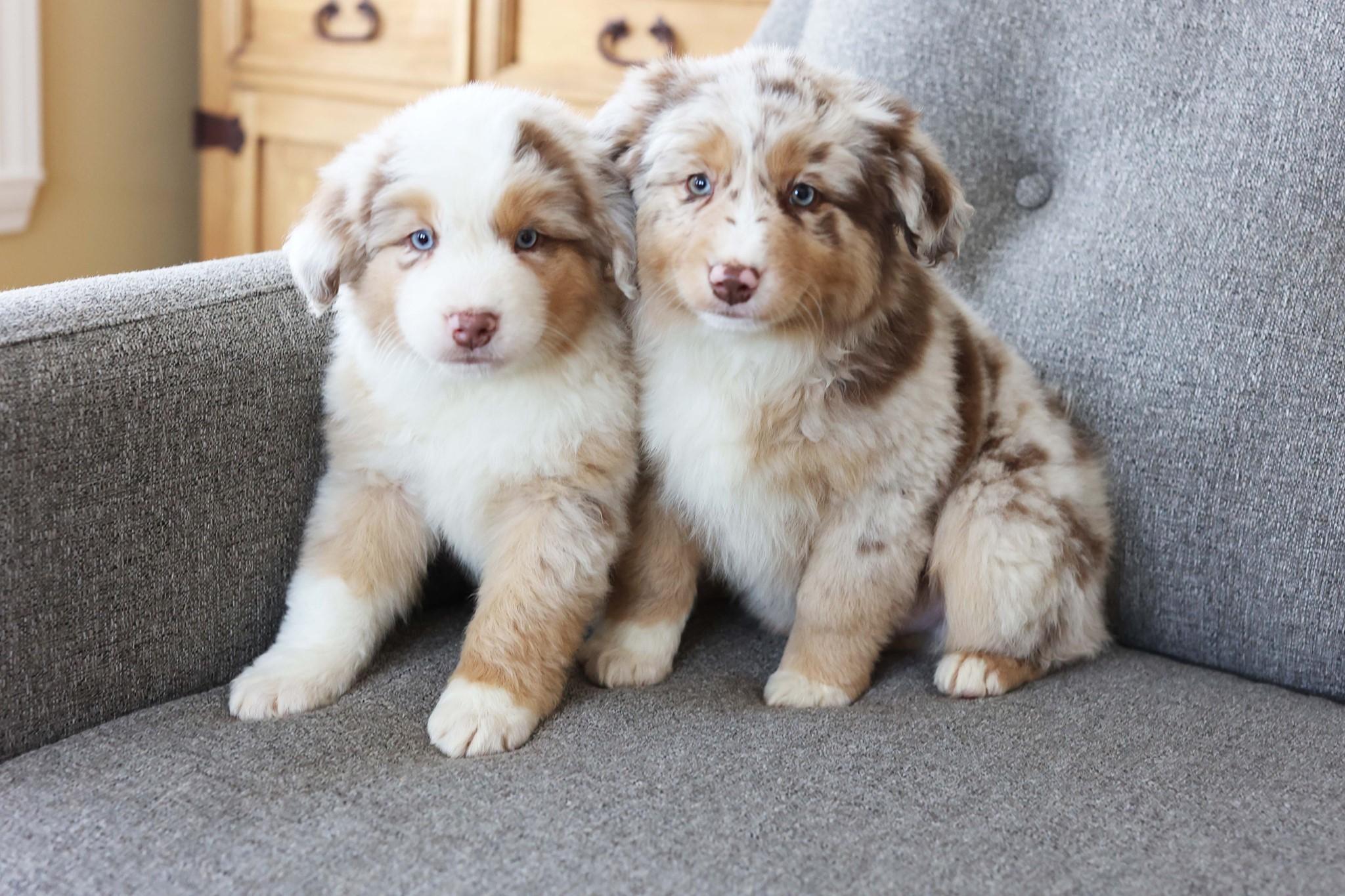 Vineyard Ridge Mini Aussies in Missouri | Miniature Australian Shepherd ...