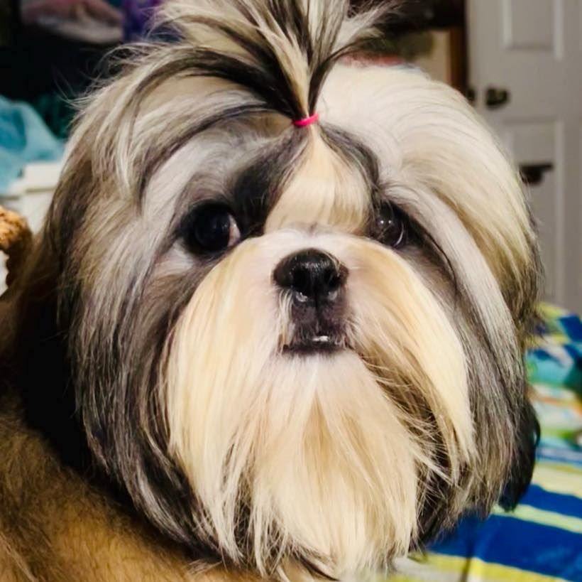 Tammy’s Shih-Tzu Love Jones in Tennessee | Shih Tzu puppies | Good Dog