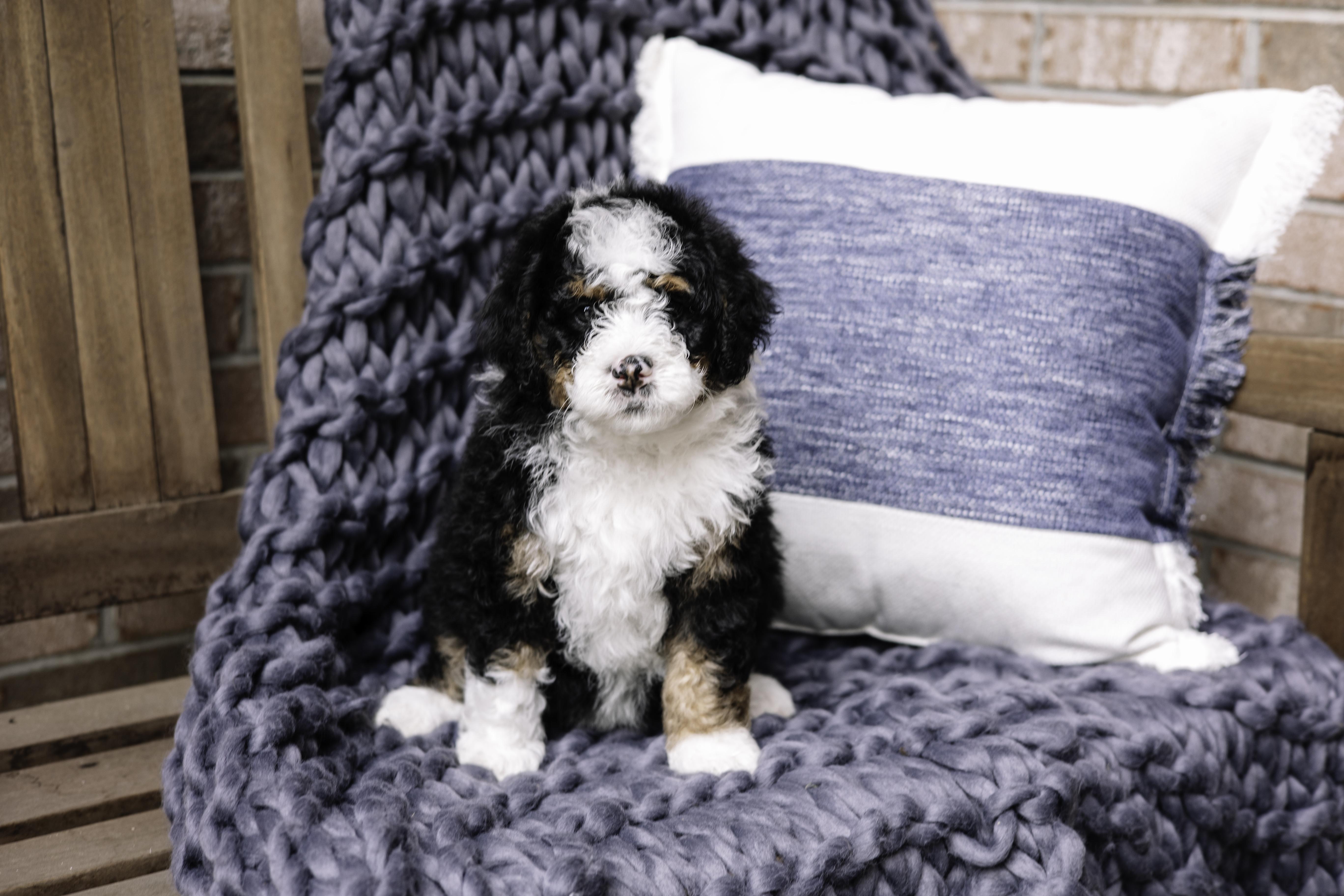 Duneland Doodles in Indiana | Bernedoodle and Assorted Doodle Crosses ...