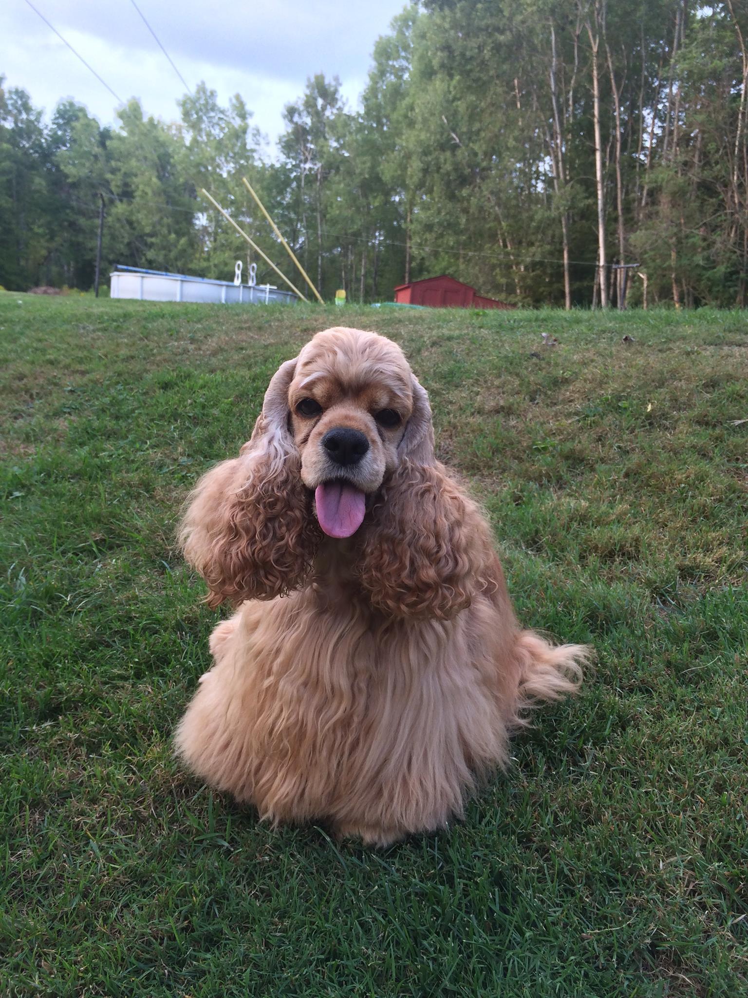 Telme Cockers in Pennsylvania | Cocker Spaniel puppies | Good Dog