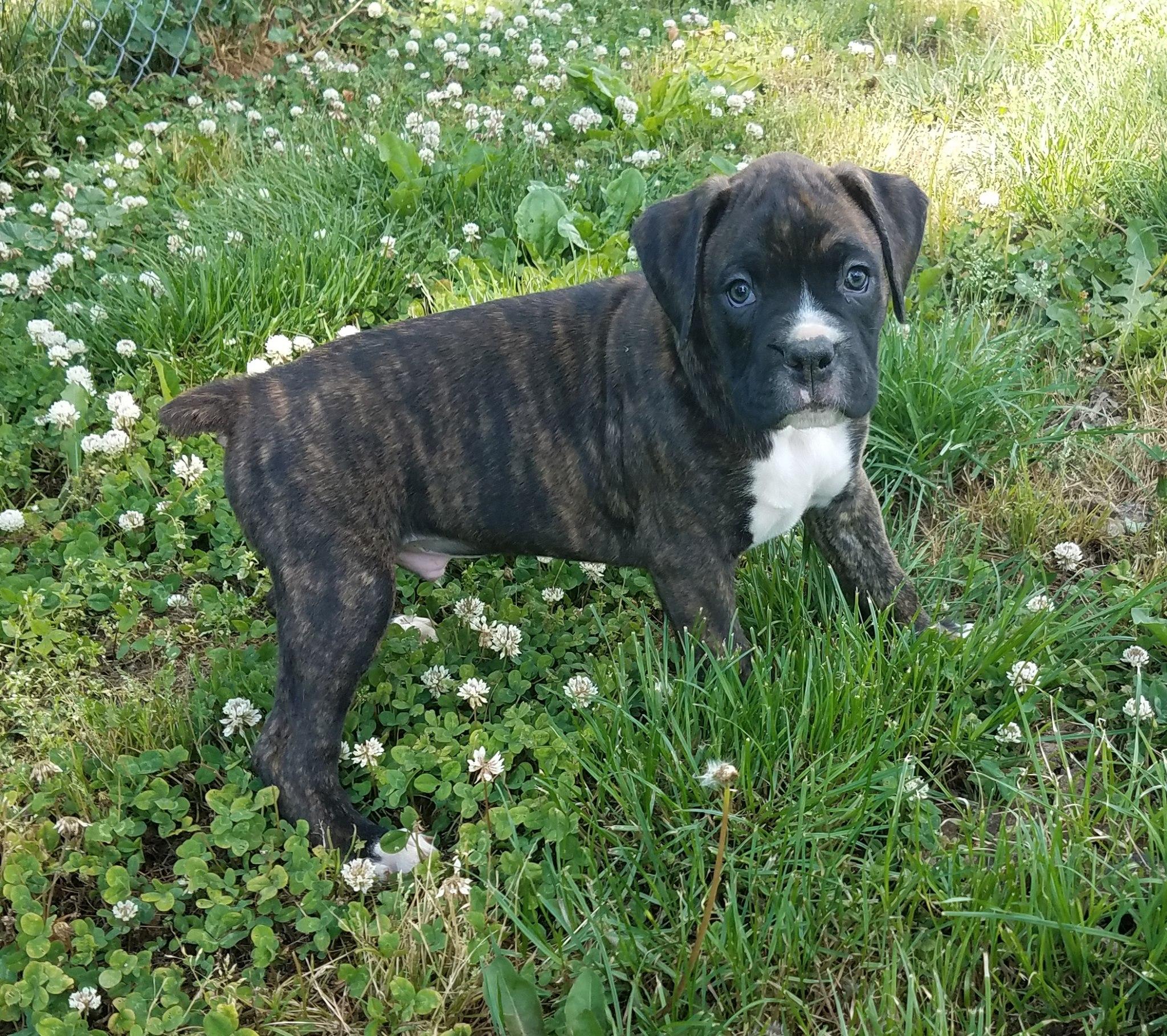 Michele's Boxers in Virginia | Boxer puppies | Good Dog