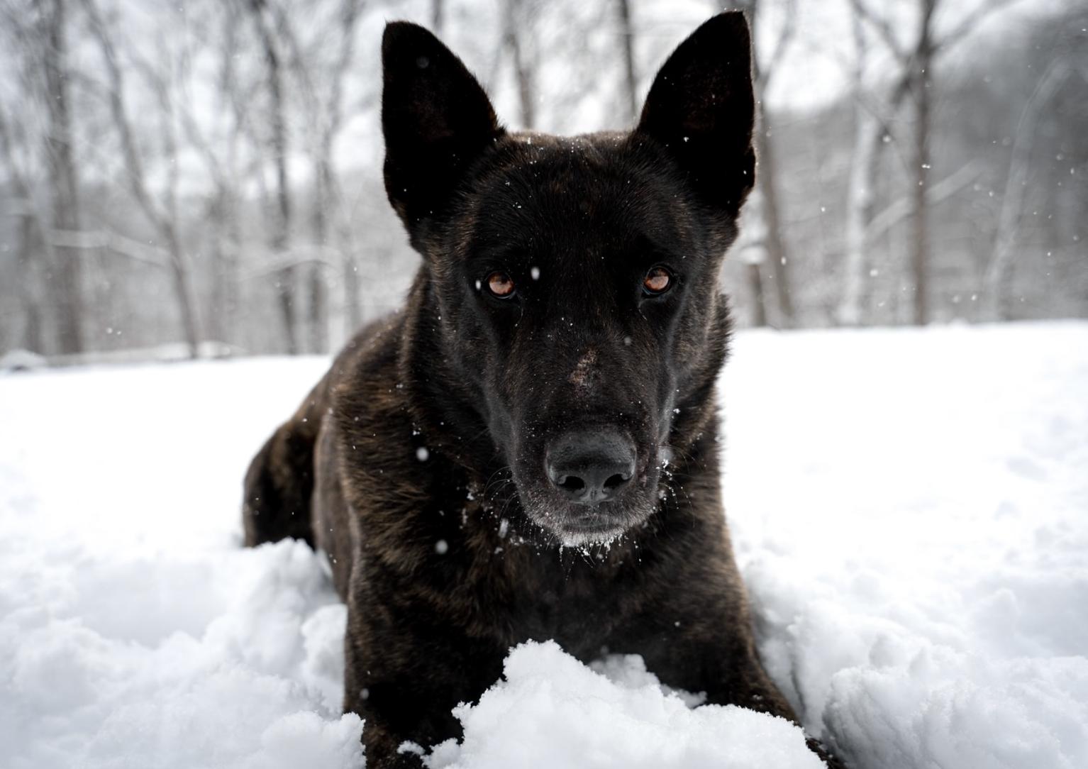 Stay Wild K9 in West Virginia | Belgian Malinois, Dutch Shepherd or ...