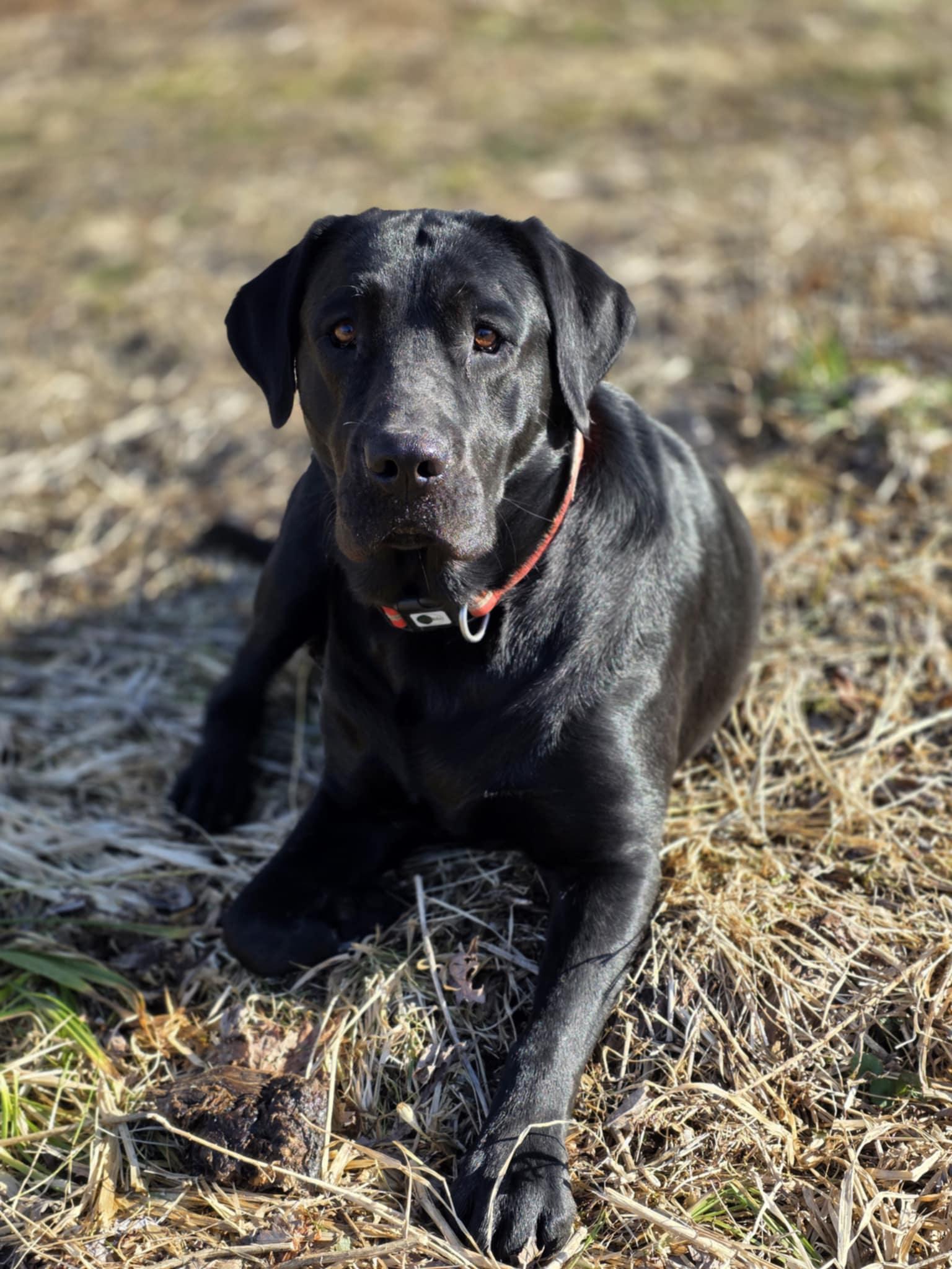 7Cs Labs in Ohio | Labrador Retriever puppies | Good Dog