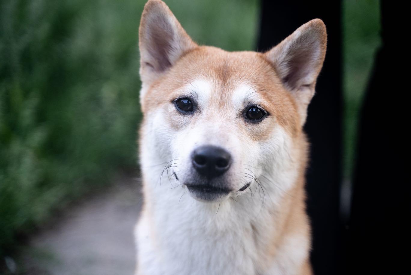 Fairyland Shibas in Florida | Shiba Inu puppies | Good Dog