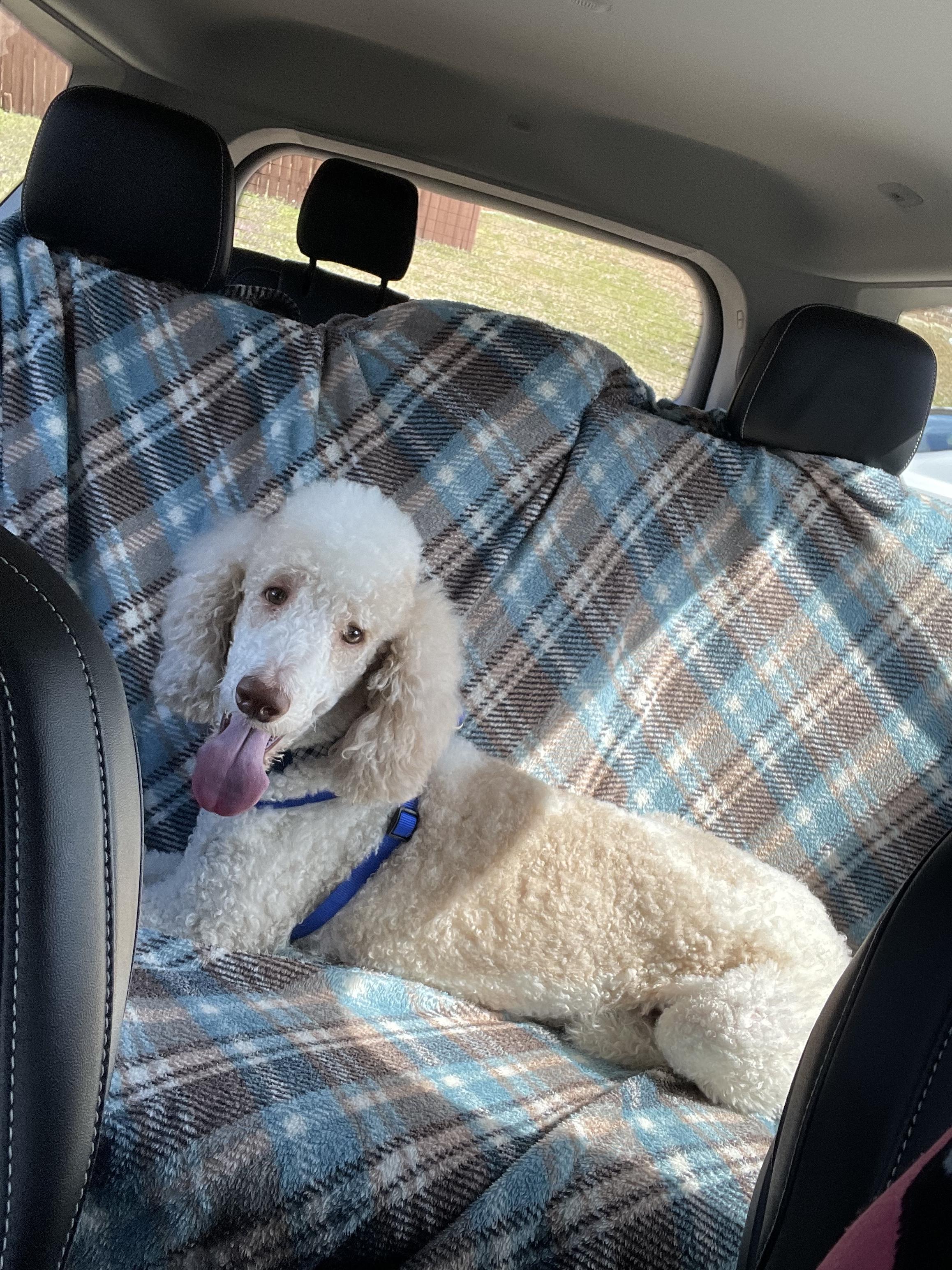 Dazzling & Dapper Doodles of MS in Mississippi | Goldendoodle and ...