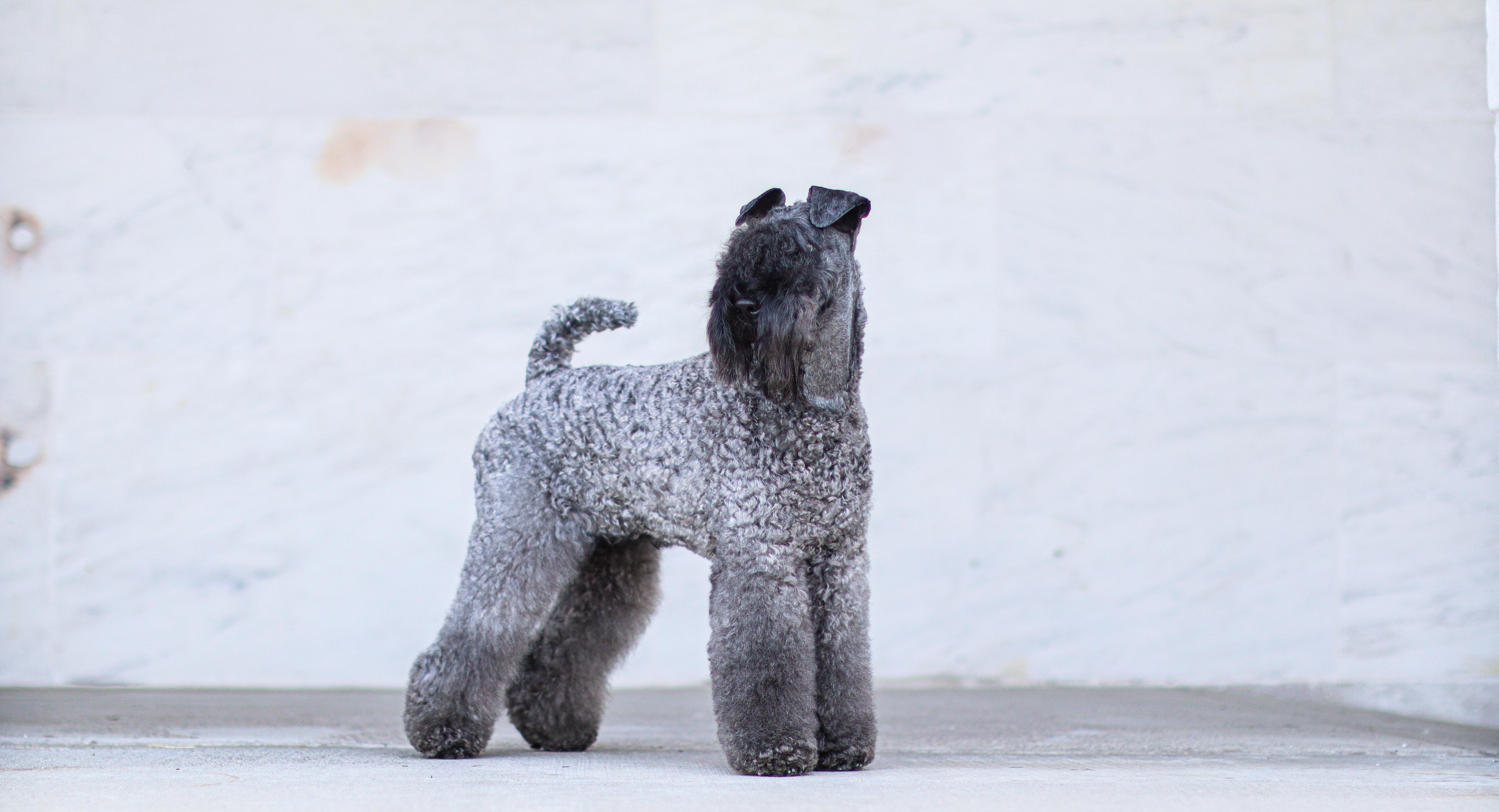 Costerra Kerry Blue Terriers in Michigan | Kerry Blue Terrier puppies ...