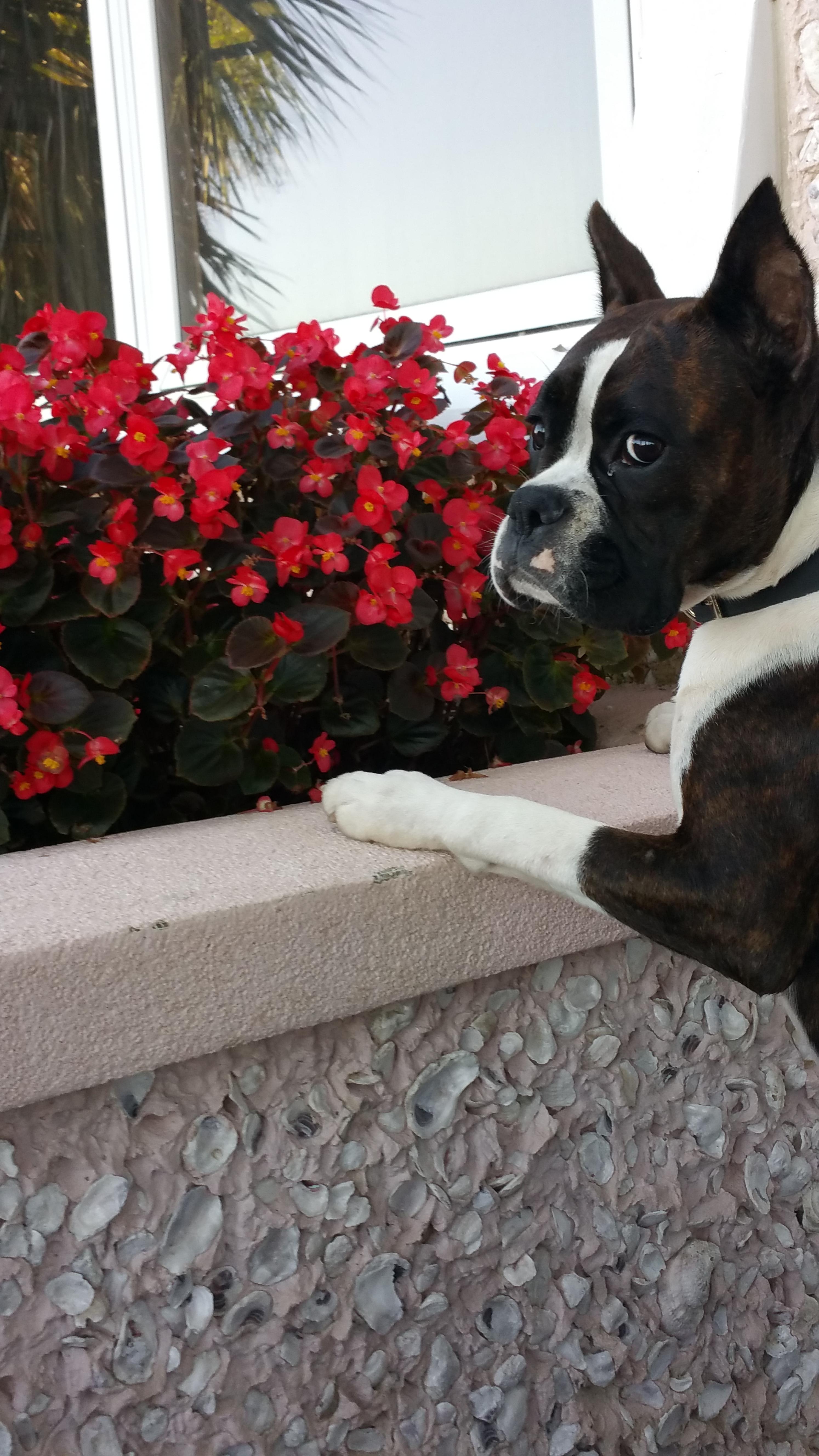 Williams Pups in Virginia | Boxer and Miniature Schnauzer puppies ...
