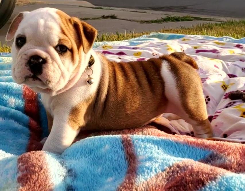 Bull Puppies in Utah | Bulldog and French Bulldog puppies | Good Dog