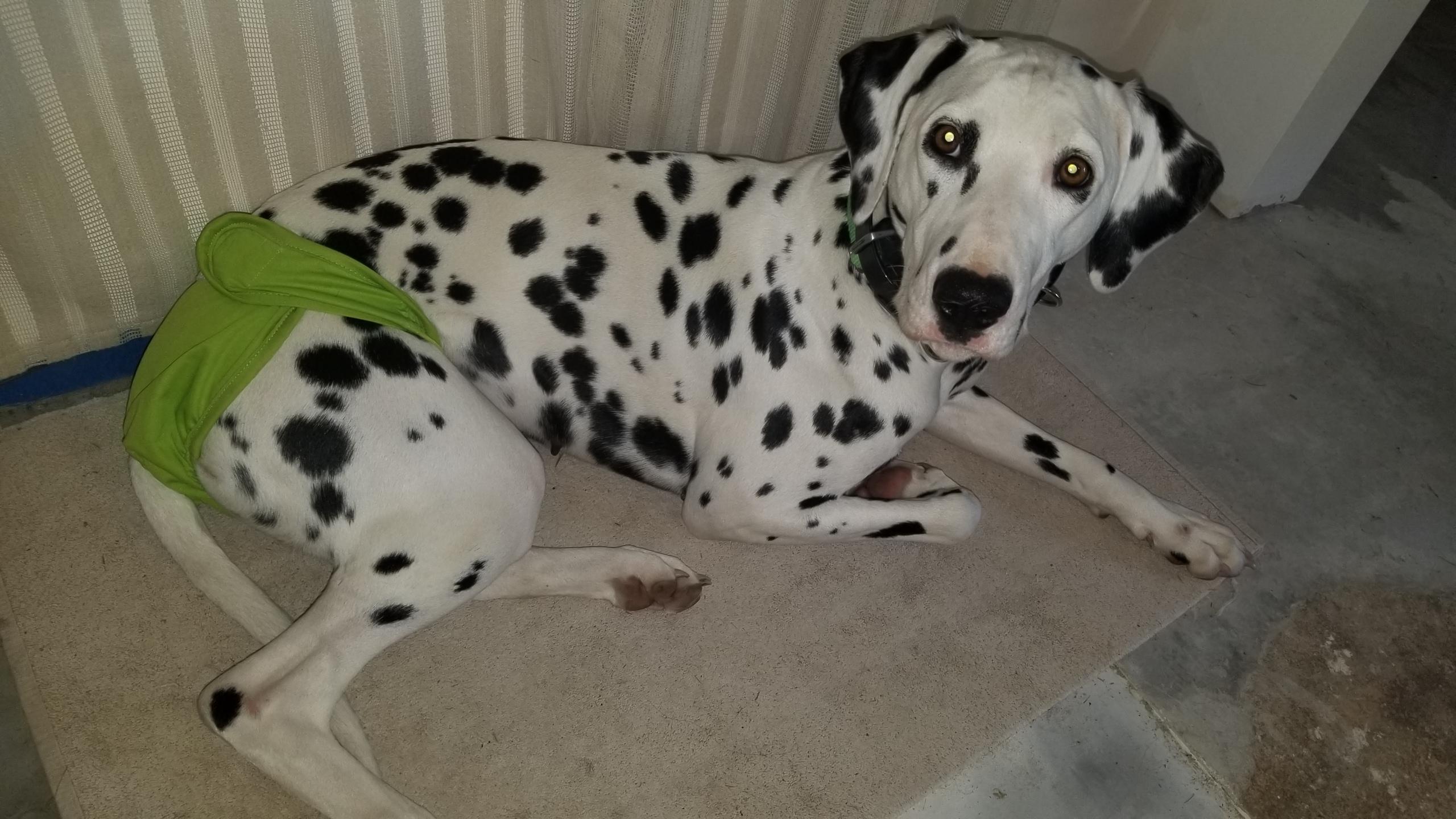 Laura Pendergrass' Dalmatians in Michigan | Dalmatian puppies | Good Dog