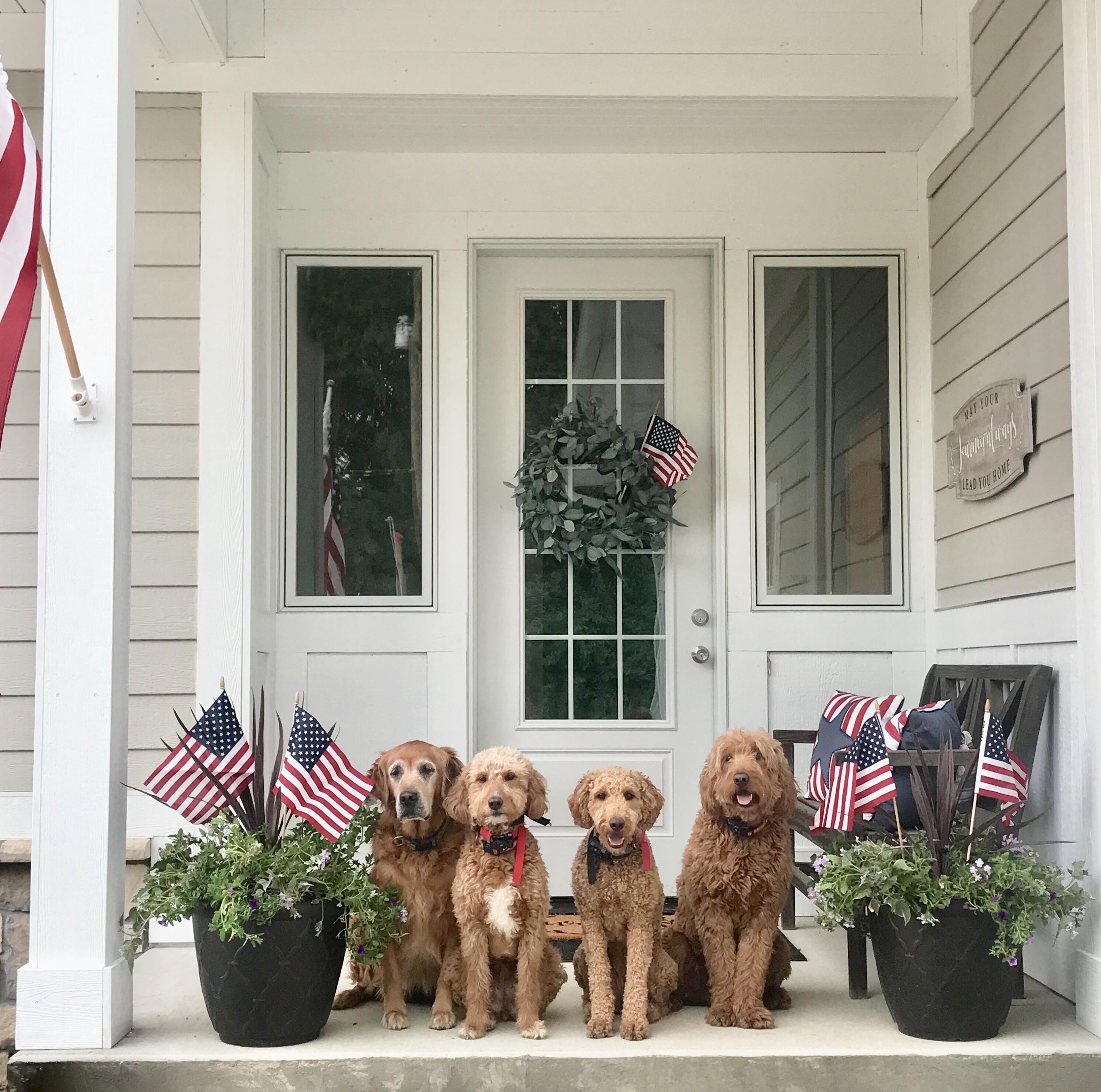 Donica Doodles in Indiana | Goldendoodle puppies | Good Dog
