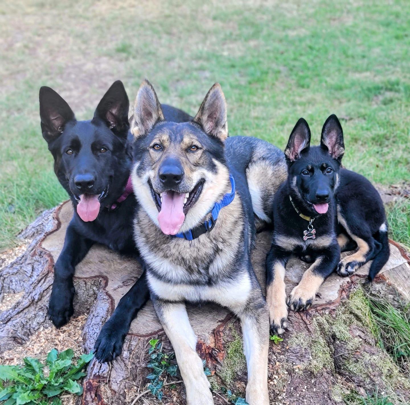 Brown PND German Shepherds in Michigan | German Shepherd puppies | Good Dog