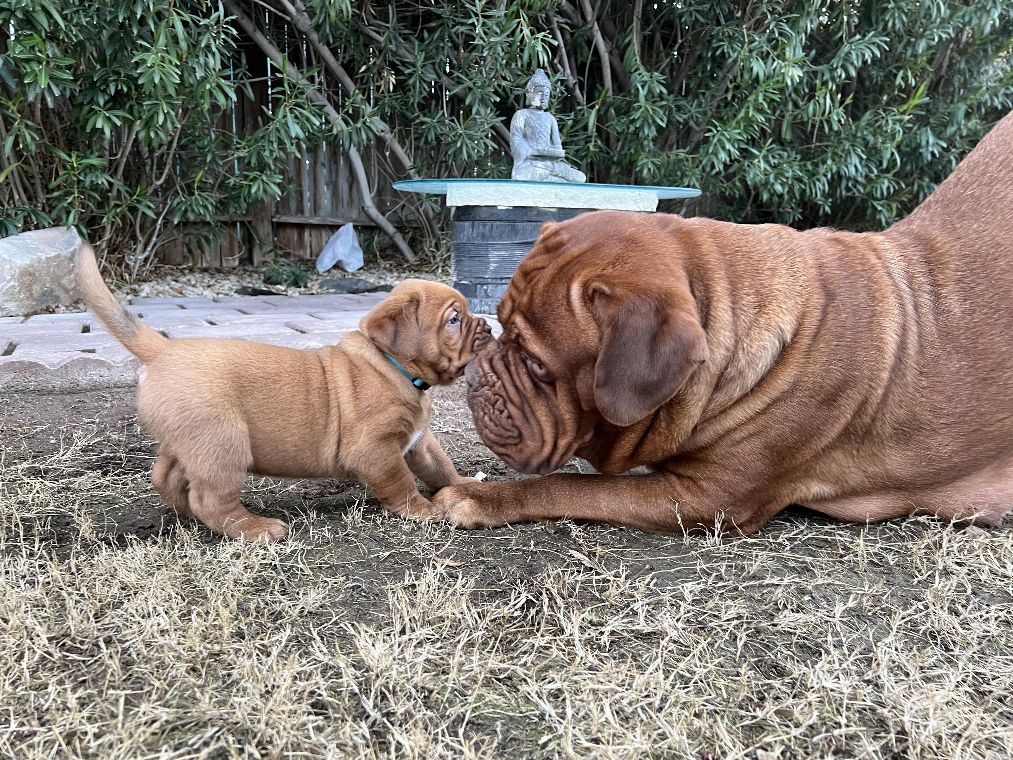 Rogue Bordeaux in Nevada | Dogue de Bordeaux puppies | Good Dog