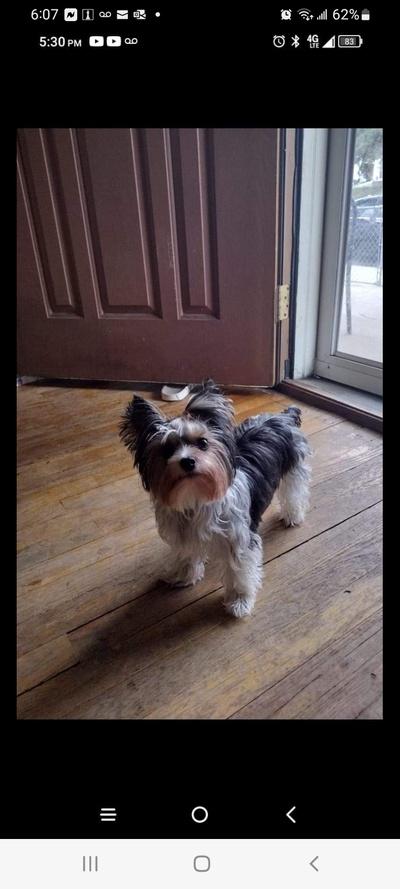 Purebred Yorkies of Ohio in Ohio | Yorkshire Terrier puppies | Good Dog
