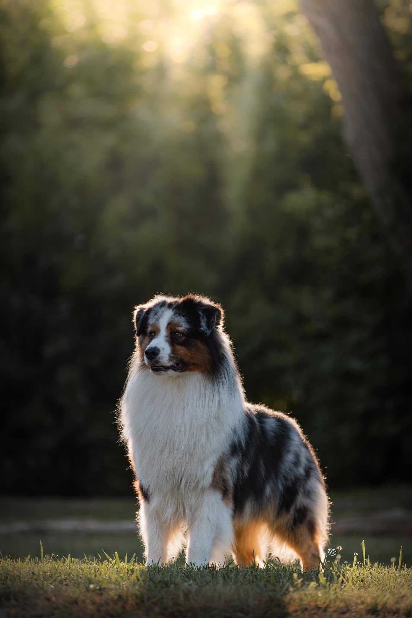 Cork Tree Australian Shepherds in New York | Australian Shepherd ...