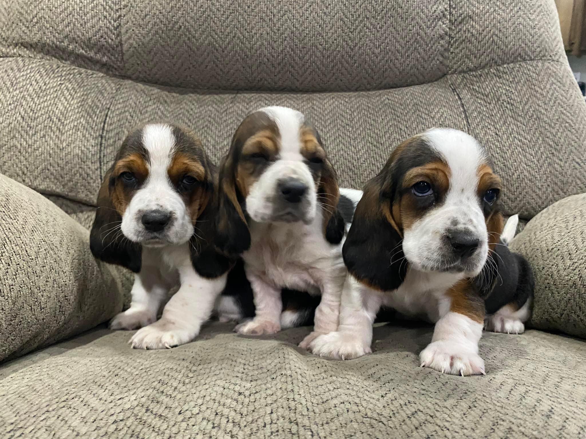 Forest Farm Bassets in Alabama | Basset Hound puppies | Good Dog