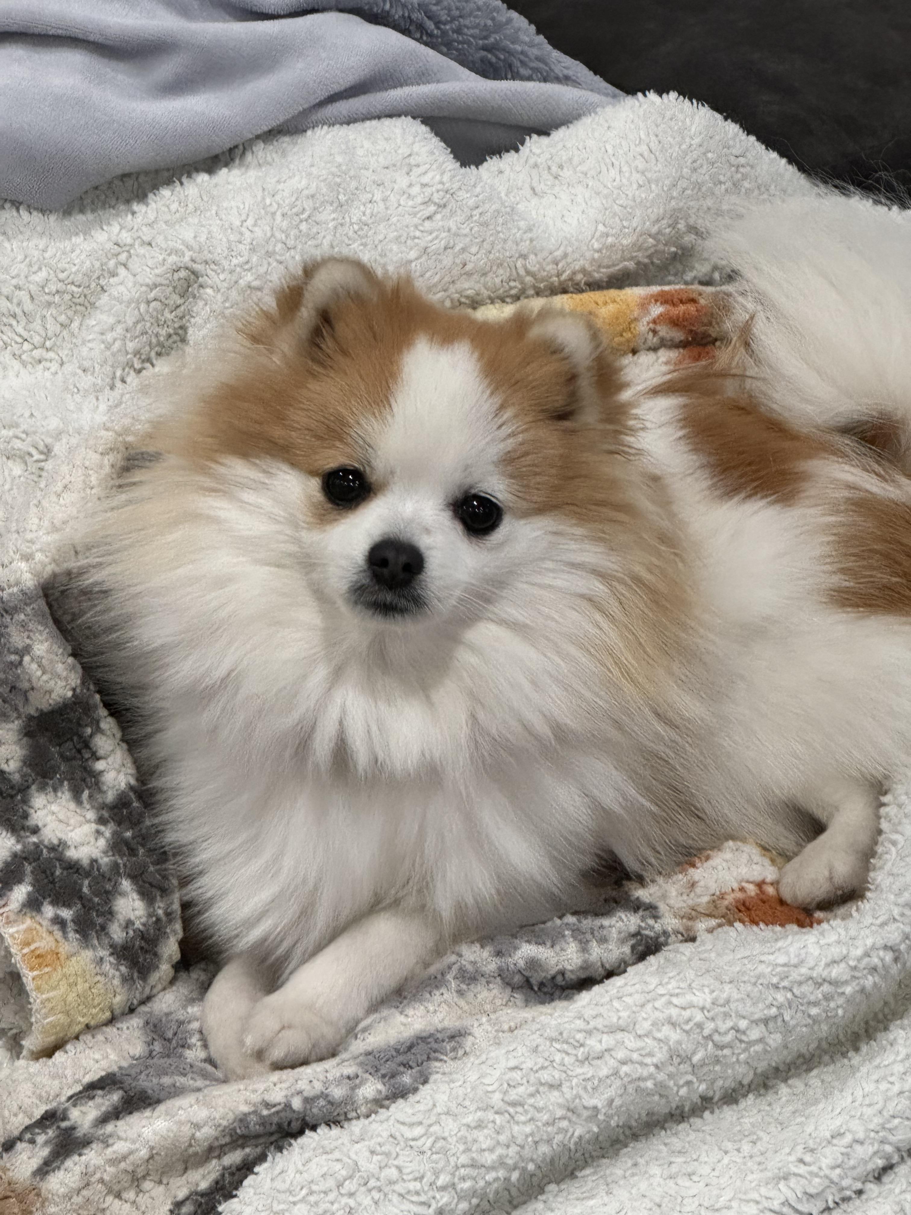 Puffball Poms in California | Pomeranian puppies | Good Dog