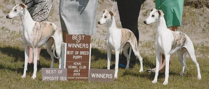 Arwen Whippets in Arizona | Whippet puppies | Good Dog