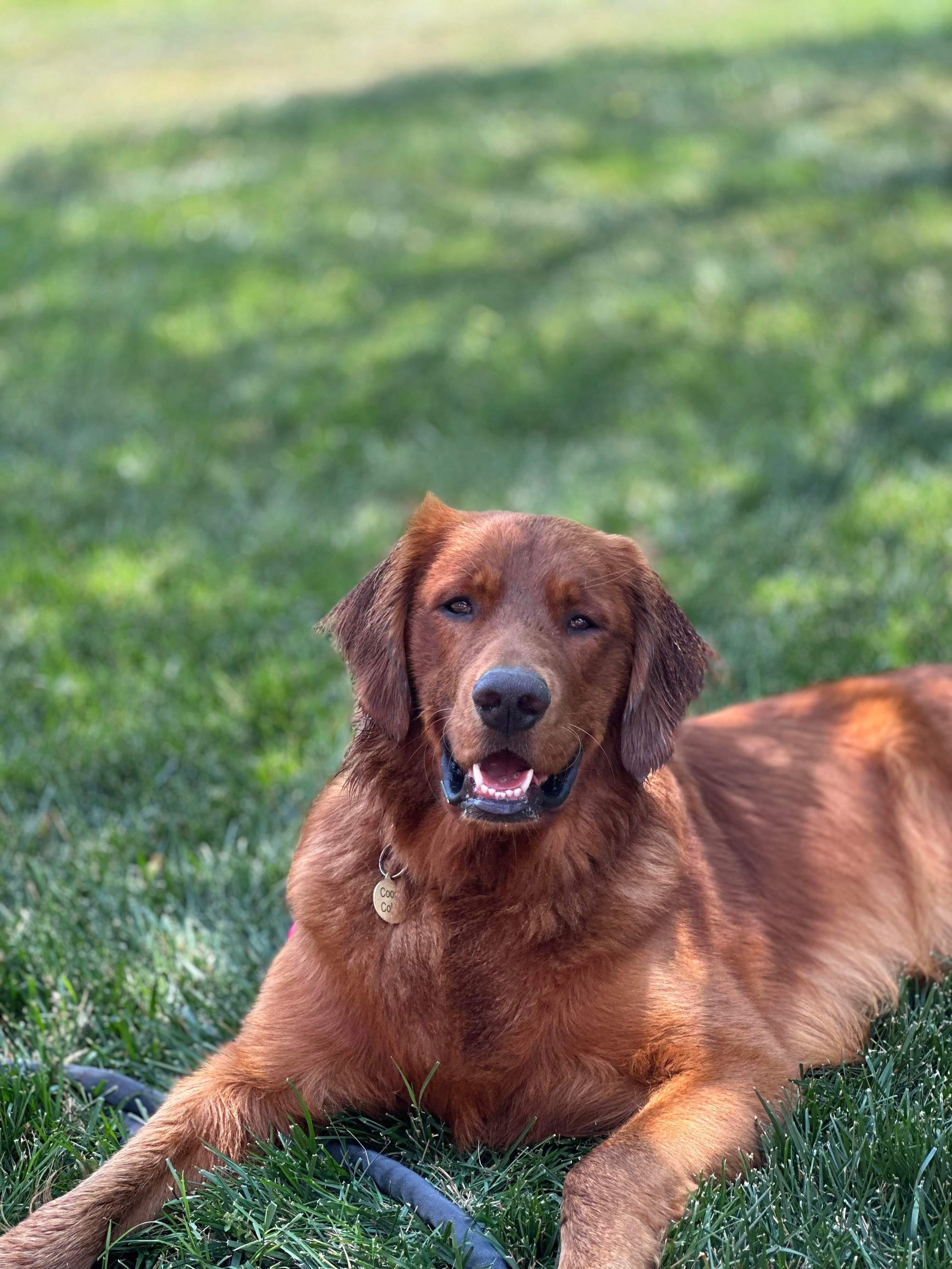 Shupe’s Sweet Southern Goldens in Alabama | Golden Retriever puppies ...