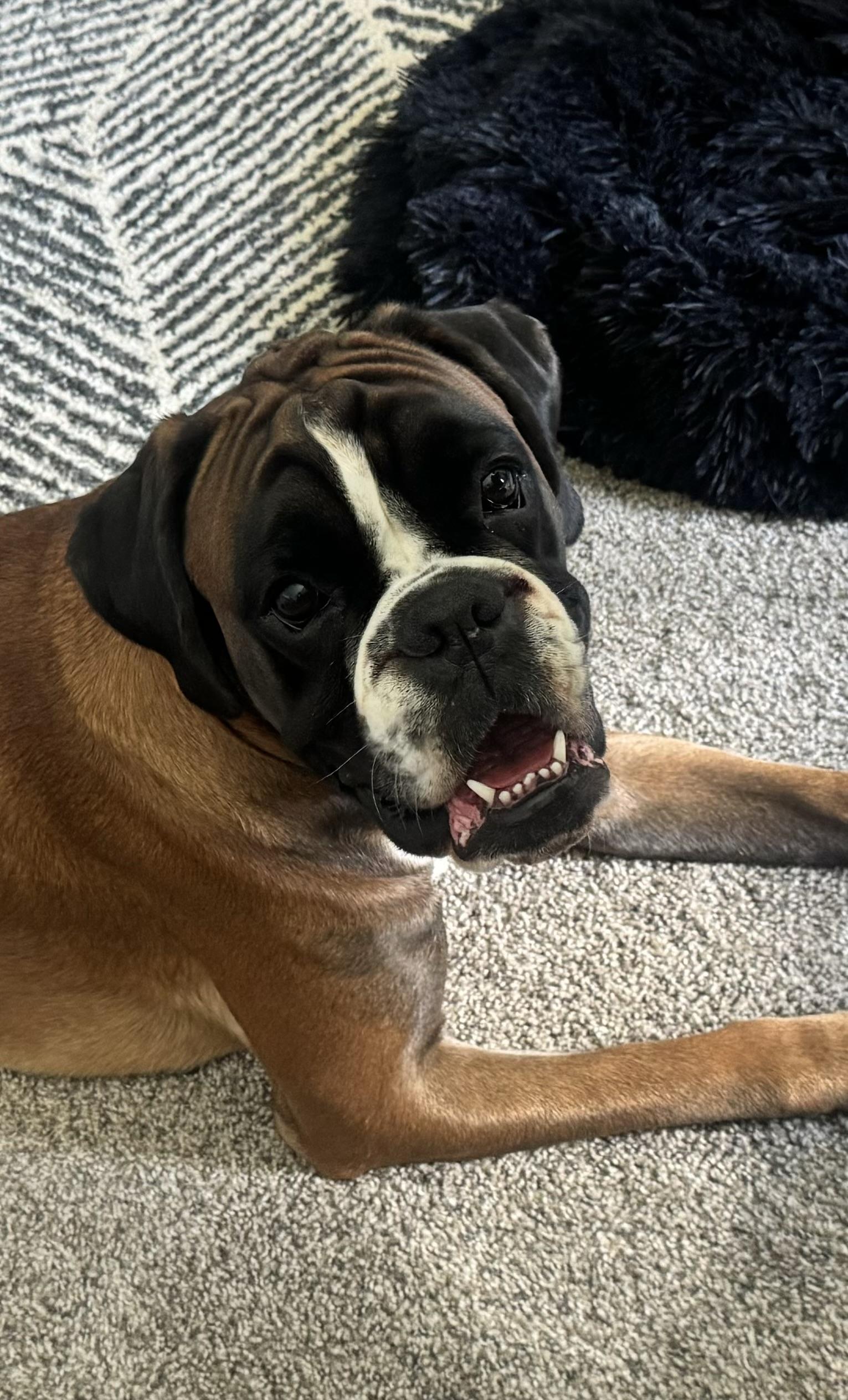 MAKBox Euro Boxers in Kentucky | Boxer puppies | Good Dog