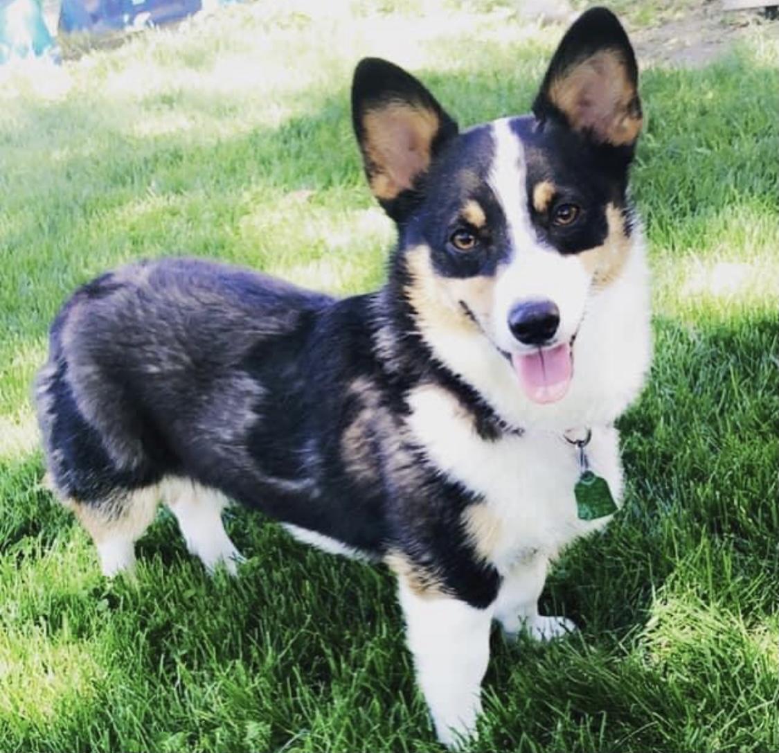 Seven B Corgi Co in Iowa | Pembroke Welsh Corgi and American Corgi ...