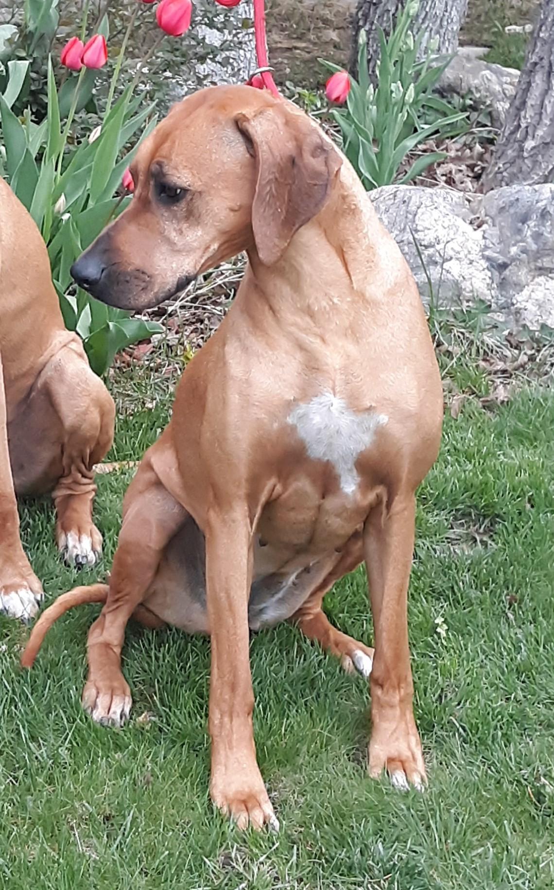 TerraCotta Kennels in New Mexico | Rhodesian Ridgeback puppies | Good Dog