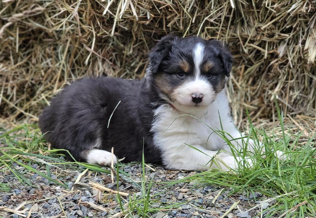 Raven Ridge Aussie in Washington | Australian Shepherd puppies | Good Dog