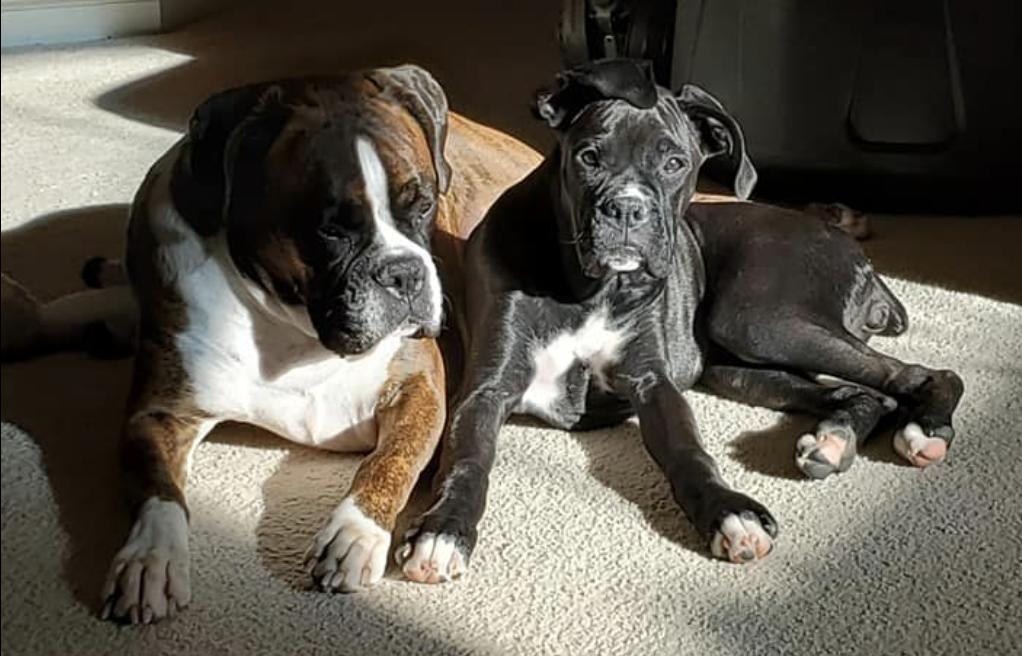 Blooming Boxers in Oregon | Boxer puppies | Good Dog