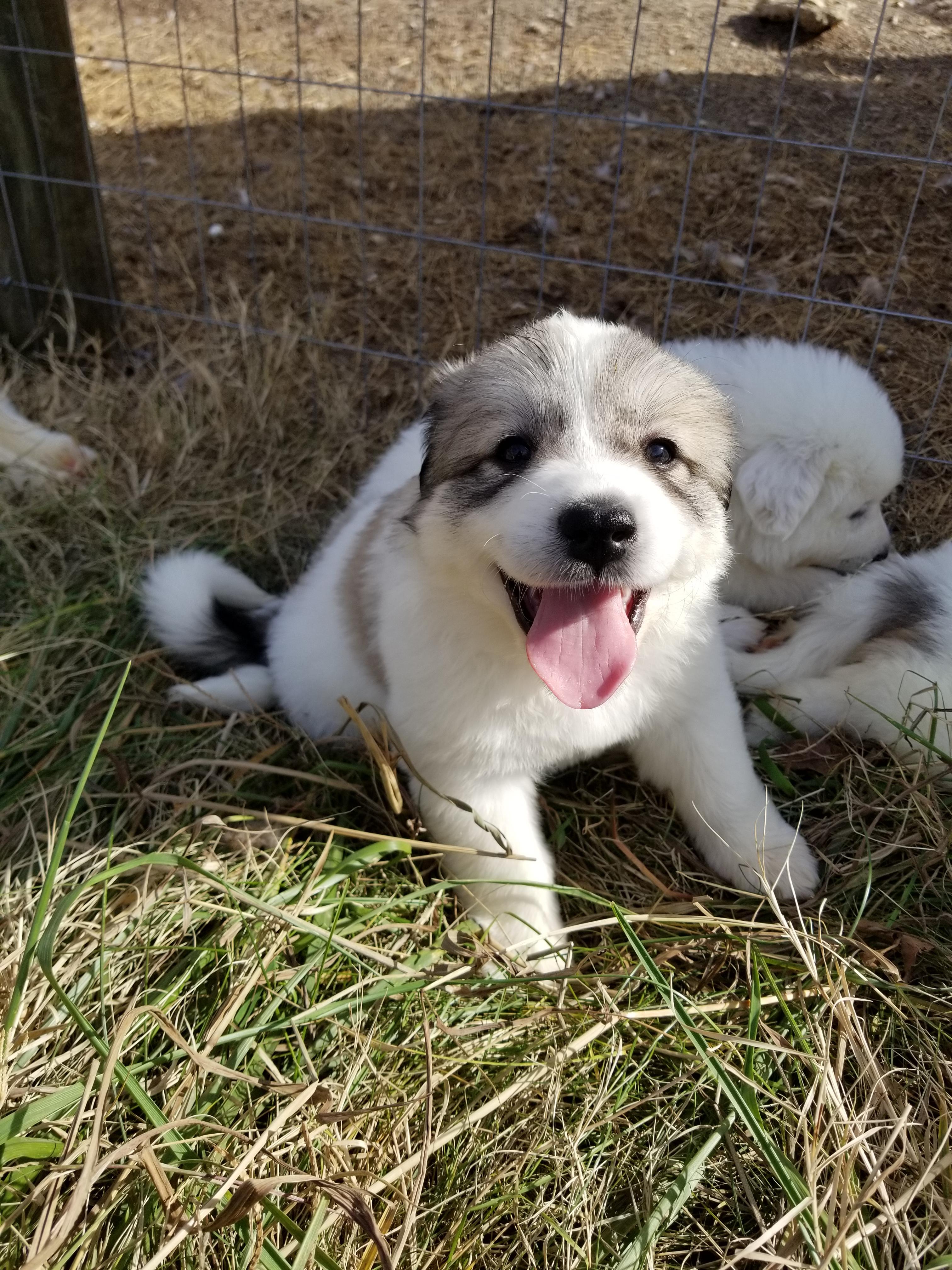 Joel's Farm LLC in Tennessee | Great Pyrenees puppies | Good Dog