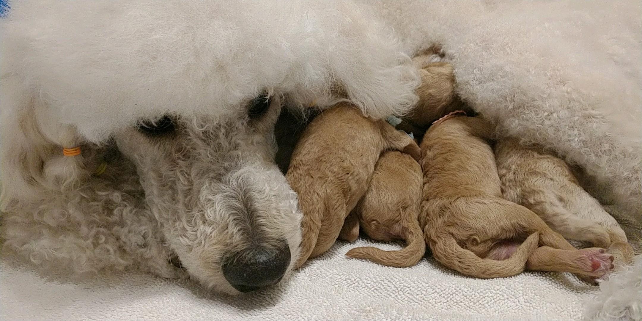 APAW Poodles in Massachusetts | Poodle puppies | Good Dog