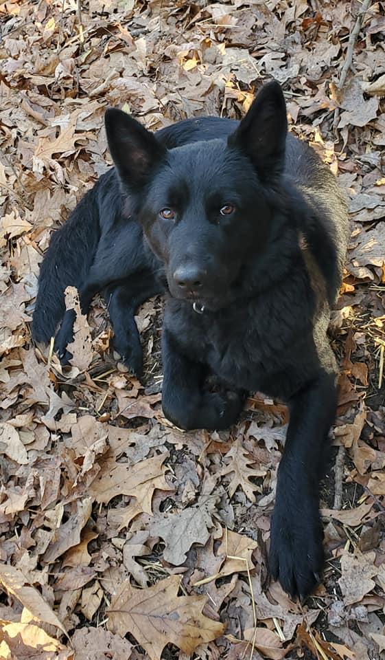 Working Valley Shepherds in Missouri | German Shepherd puppies | Good Dog