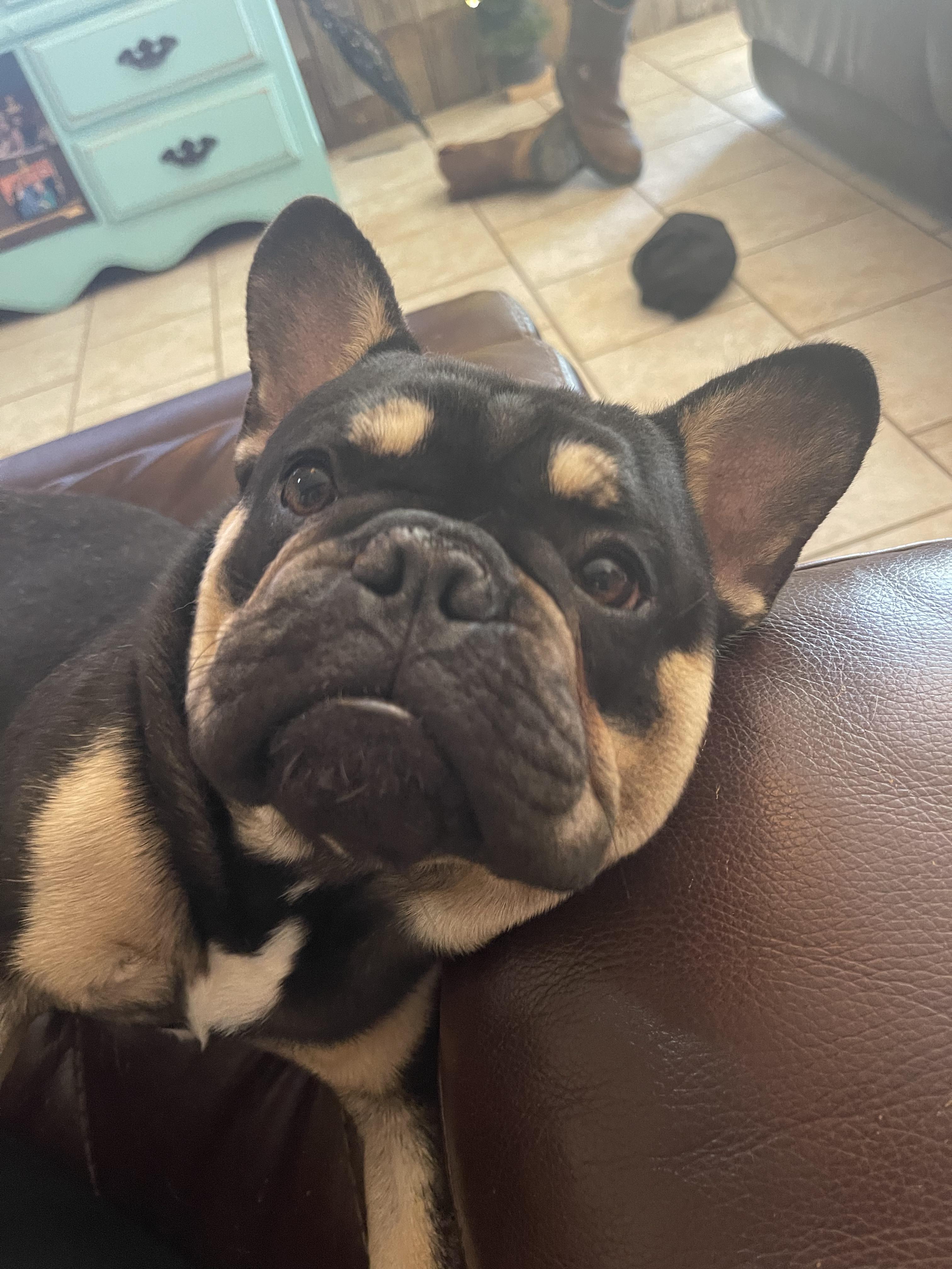 KT’s Fabulous Frenchies in Texas | French Bulldog puppies | Good Dog