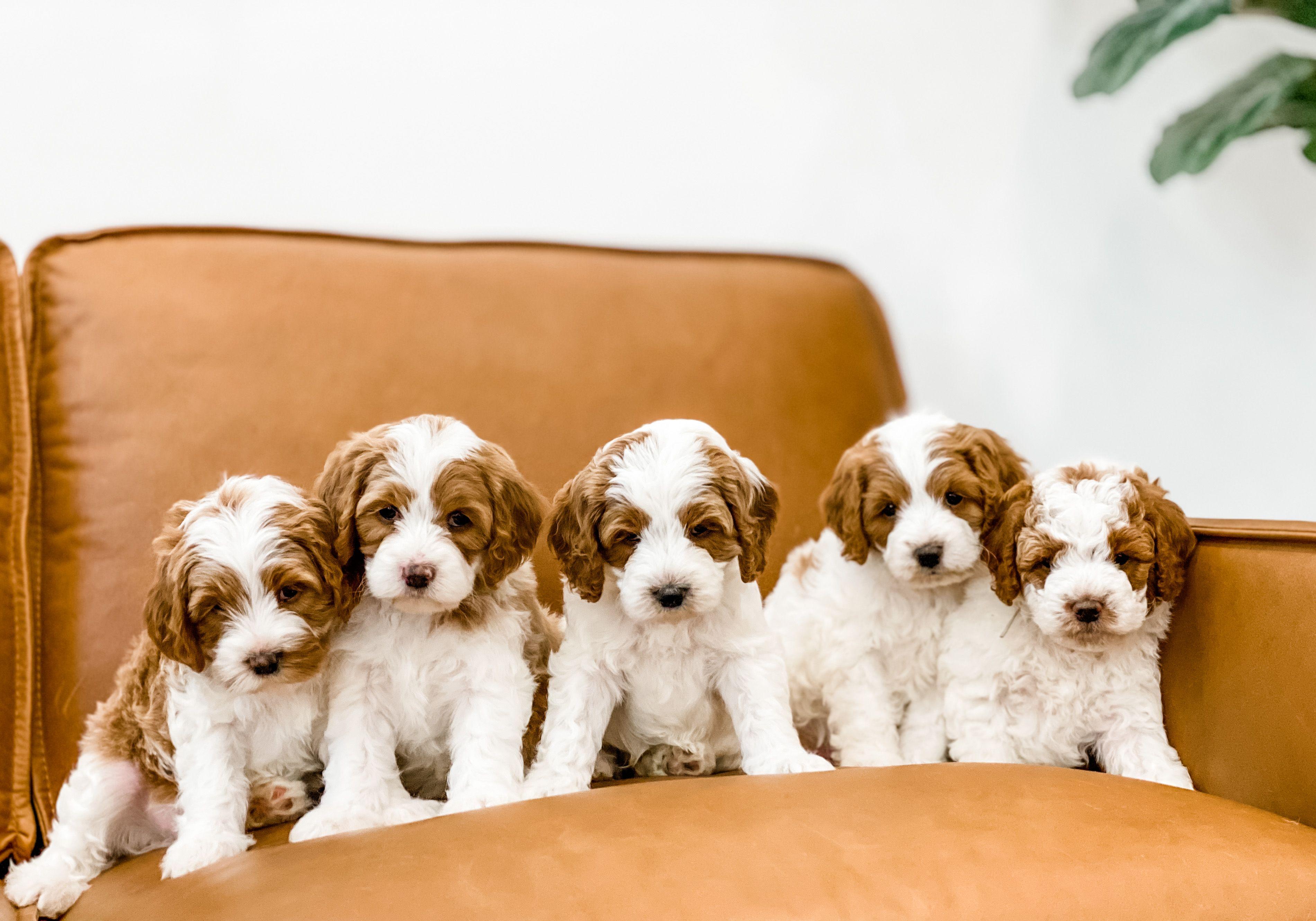 Pawsitively Perfect Pup Co. in Utah | Cavapoo and Goldendoodle puppies ...
