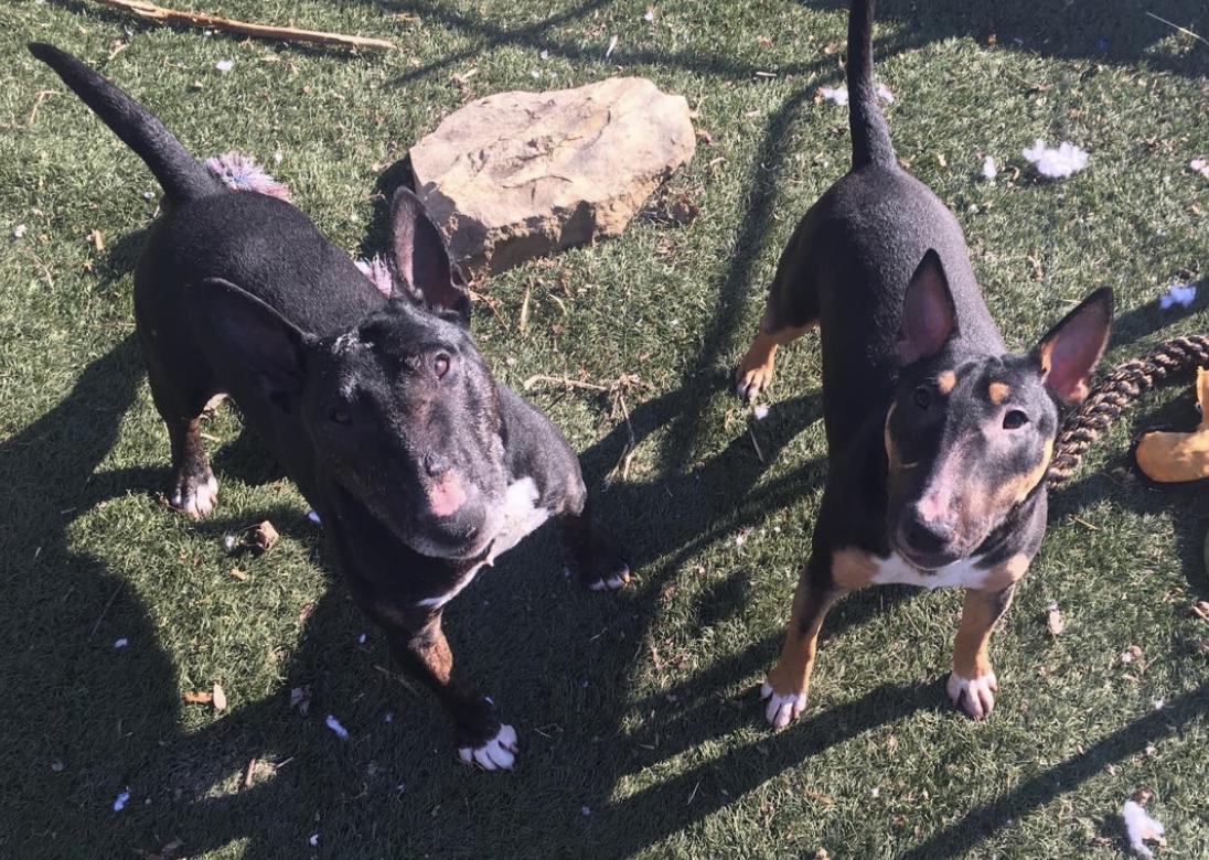 Sabrosa Minibulls in Wisconsin | Miniature Bull Terrier puppies | Good Dog